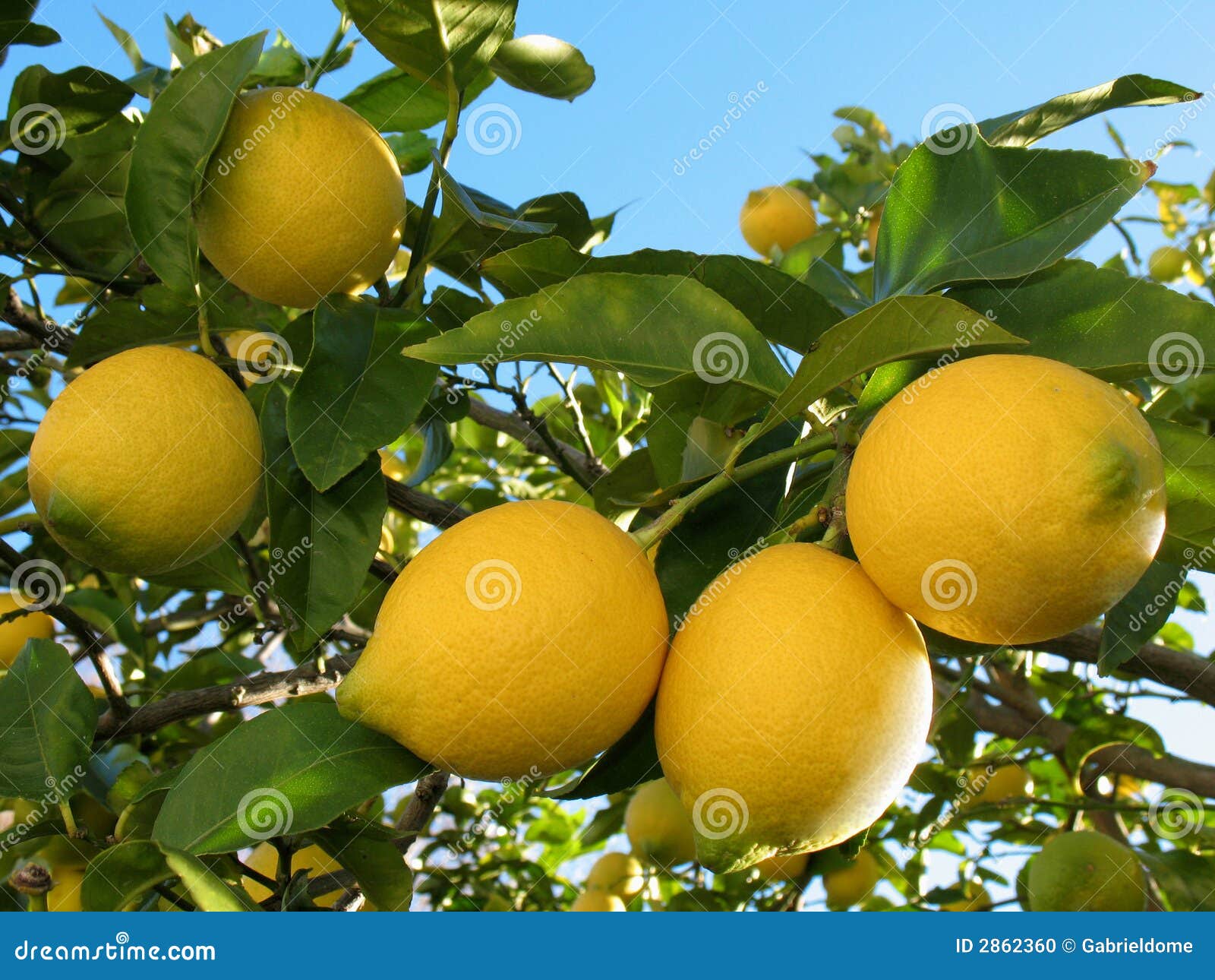 Lemon tree stock photo. Image of natural, lemon, food - 2862360