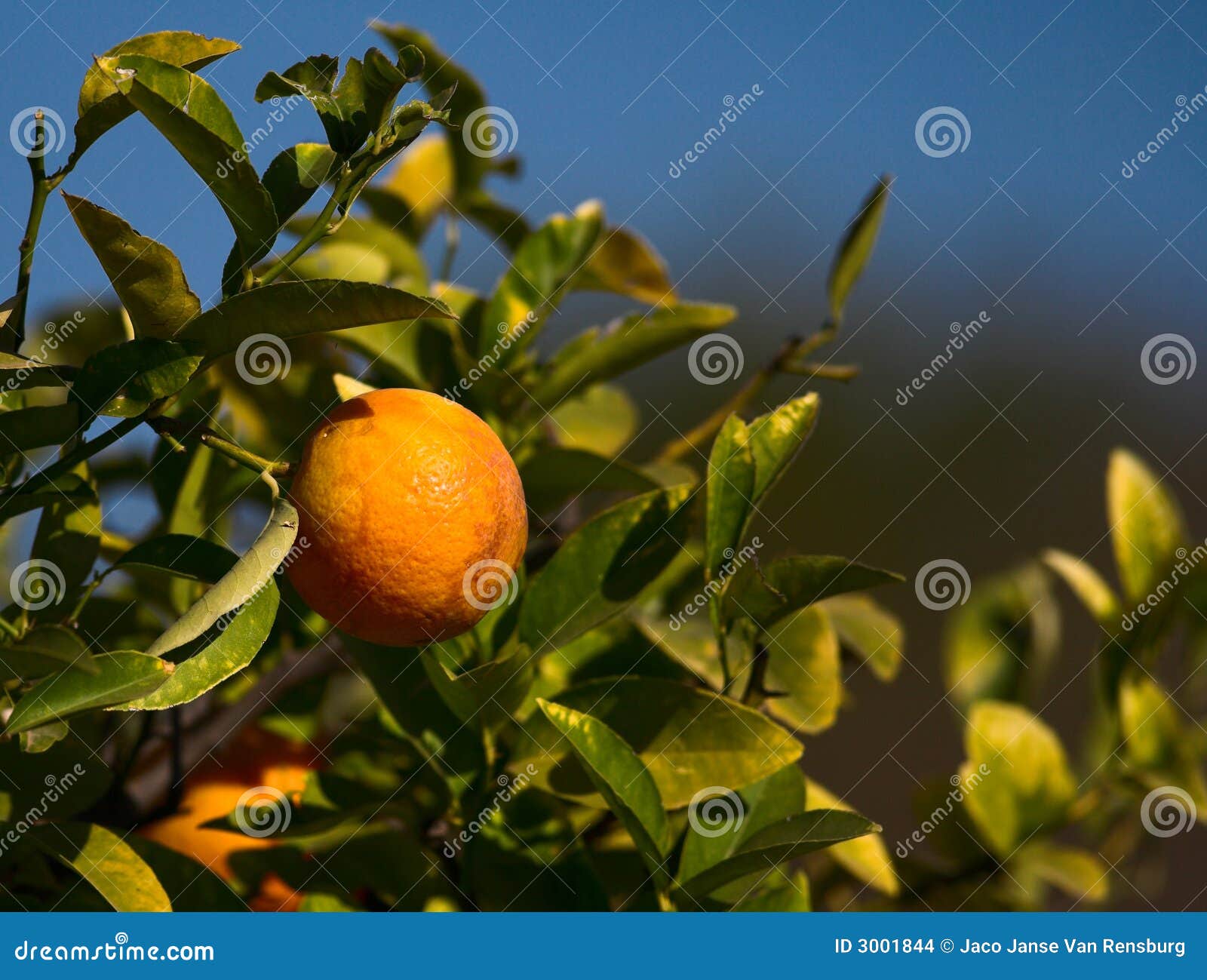 Lemon Tree stock photo. Image of nature, citrus, fresh - 3001844