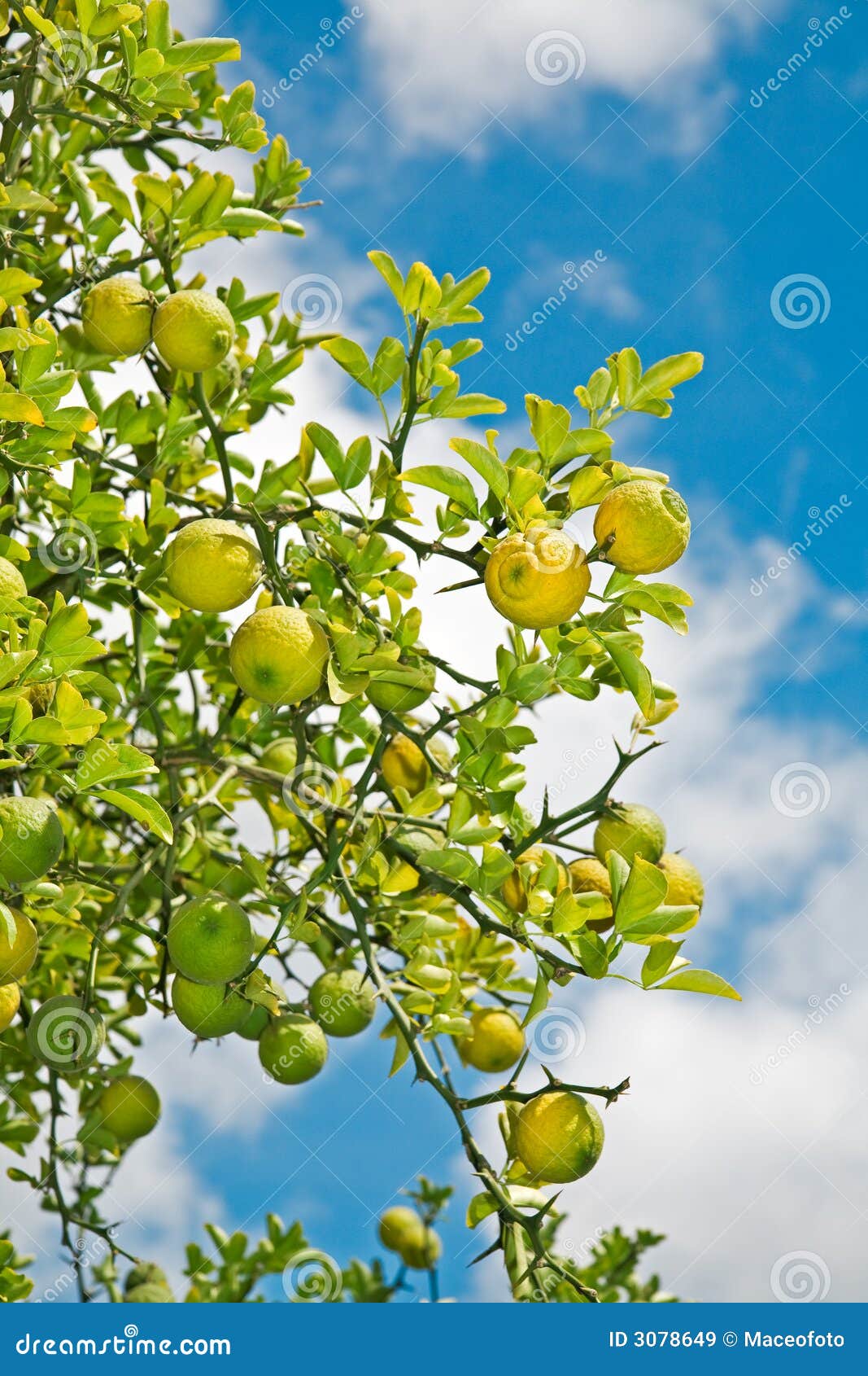 Lemon tree stock image. Image of cultivated, food, fruit - 3078649