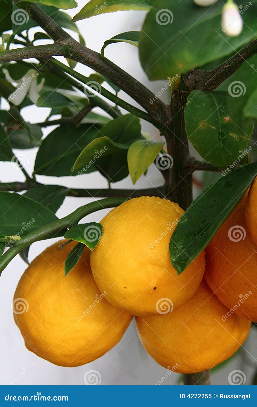 Lemon tree stock image. Image of fruit, grow, tropical - 4272255