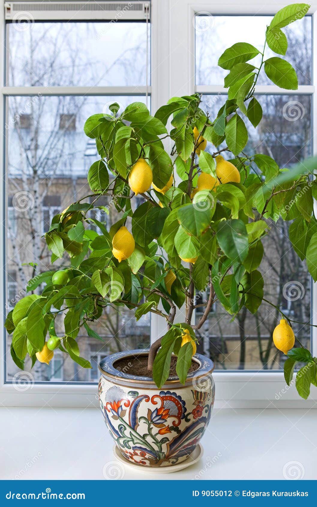 Lemon tree stock photo. Image of farming, flowerpot, tree - 9055012