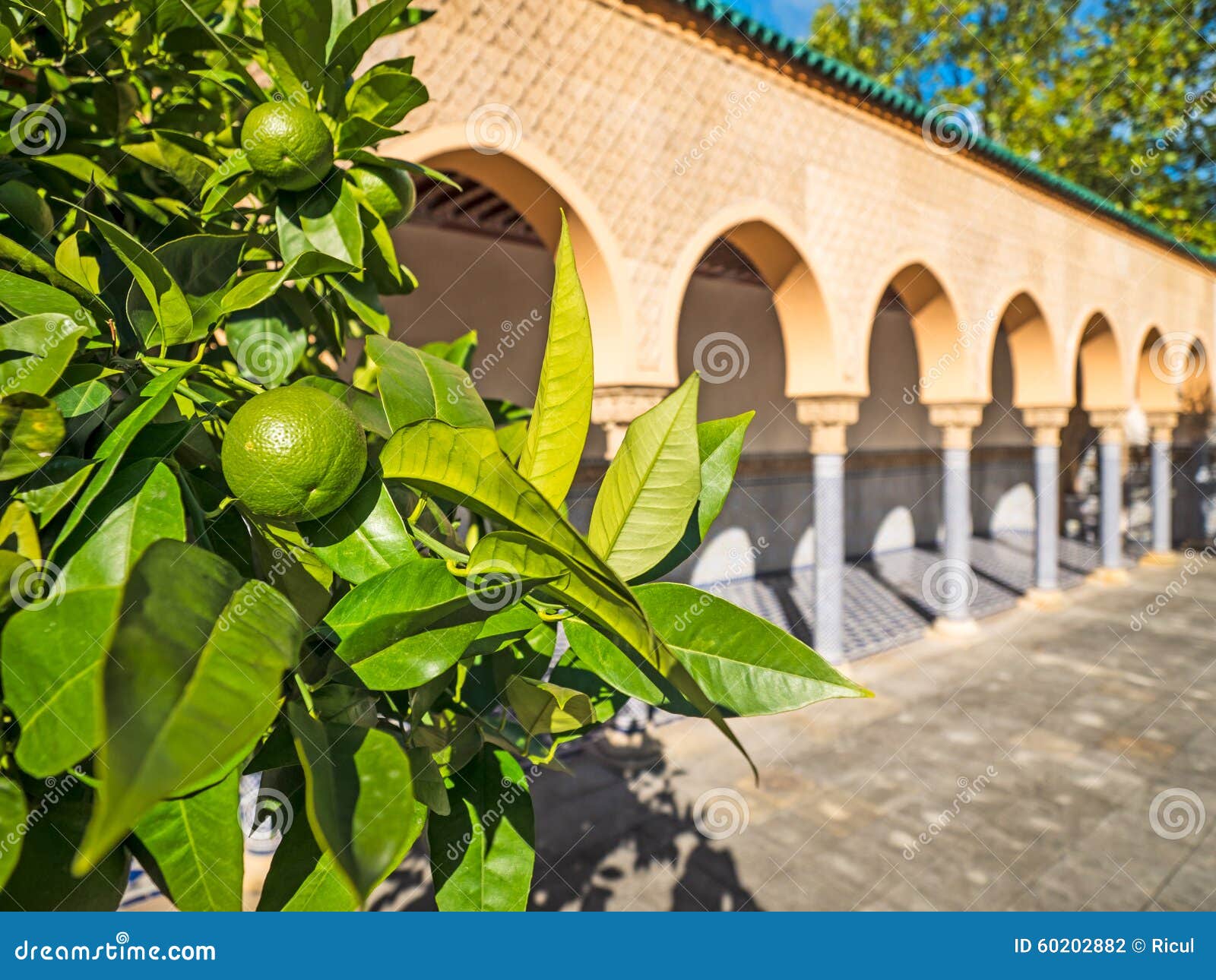 Lemon Tree Arabic Arches Architecture Stock Photos - Free & Royalty ...
