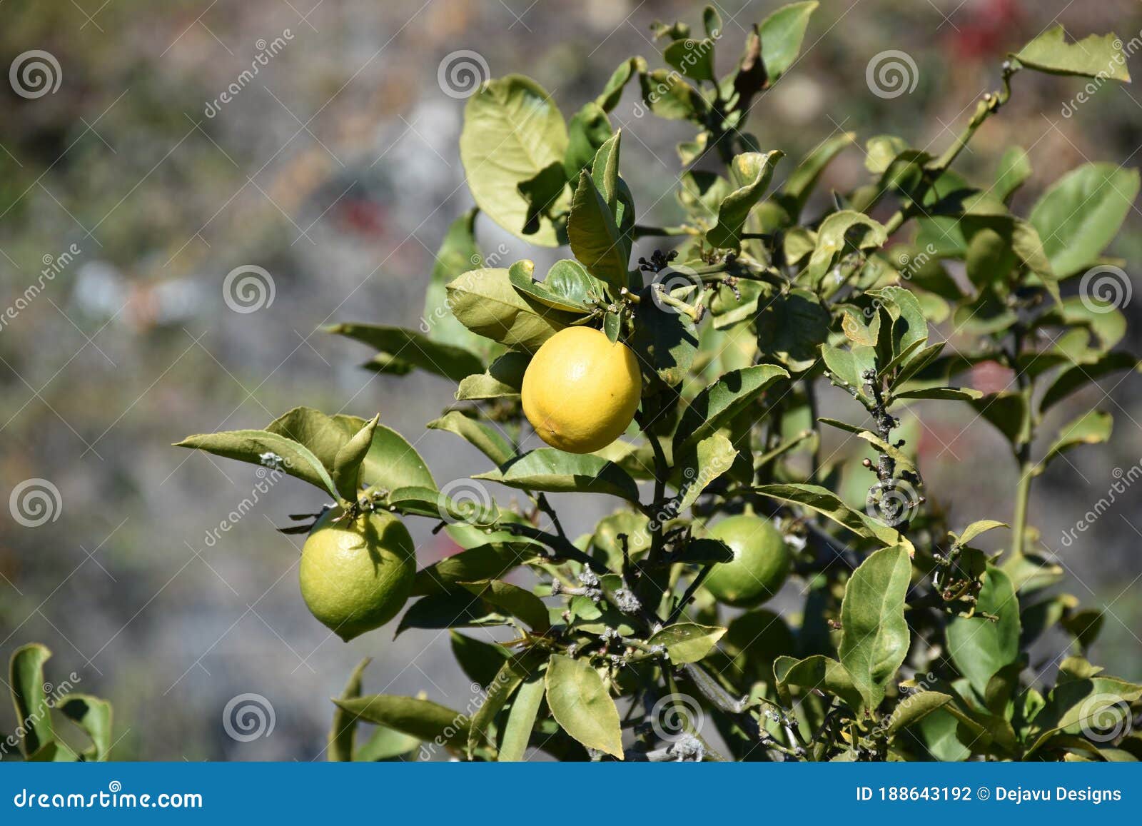 Lemon Tree Baring Fruit in Southern California Stock Photo - Image of ...