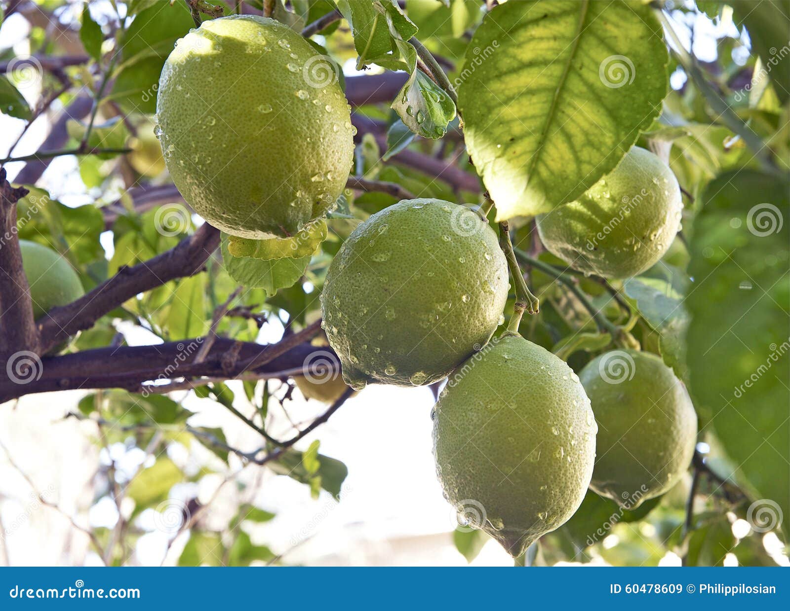 Lemon Tree Bearing Fruit during Spring Stock Image - Image of fruit ...