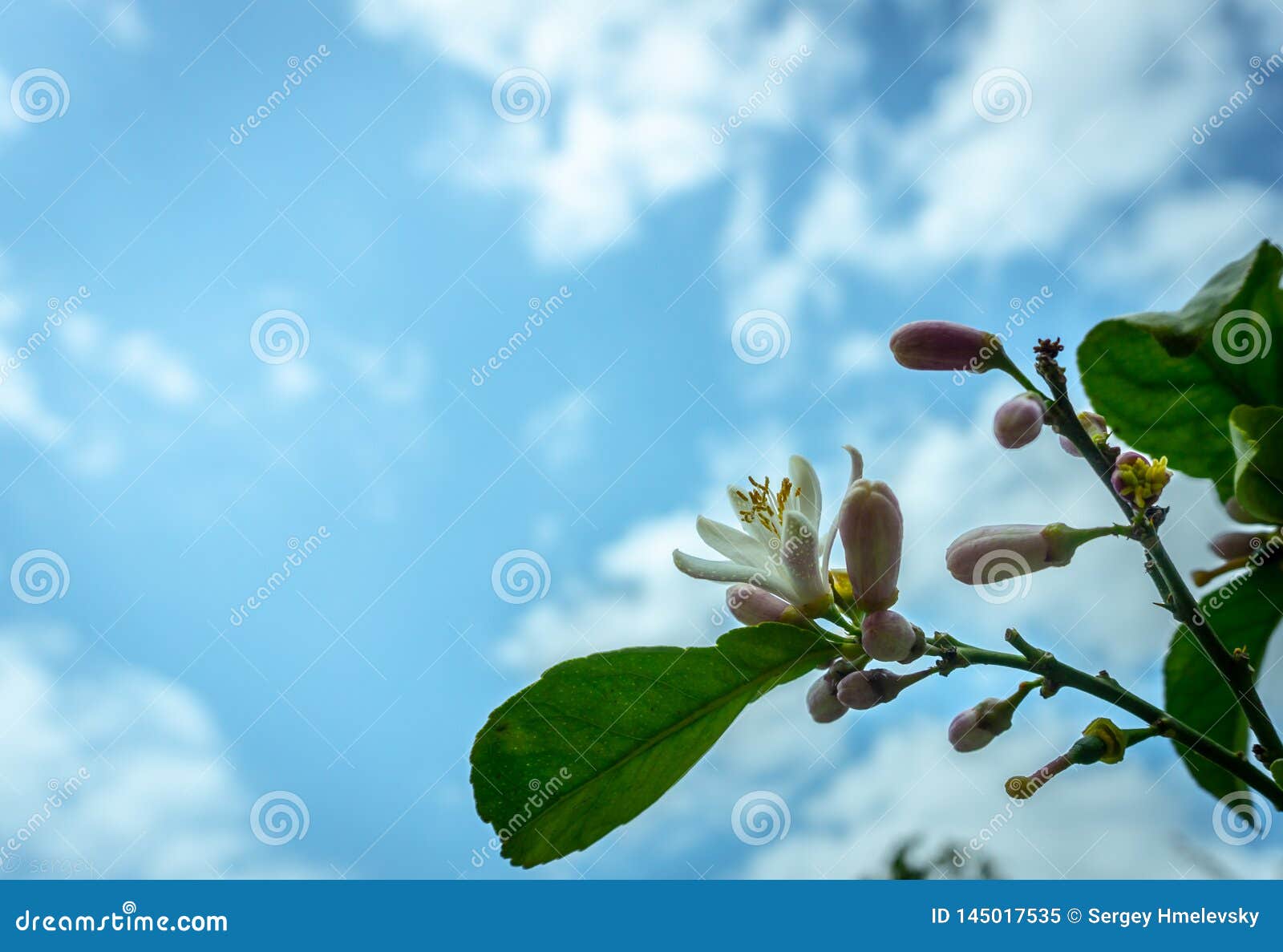 A lemon tree in bloom stock image. Image of natural - 145017535
