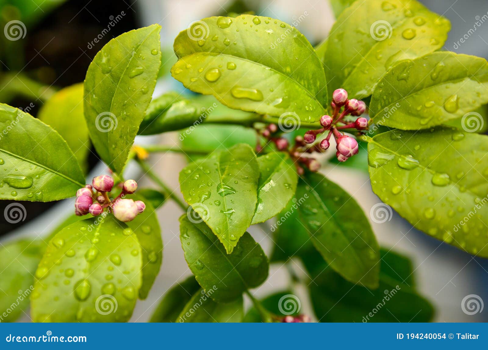 Lemon tree in bloom stock photo. Image of macro, white - 194240054