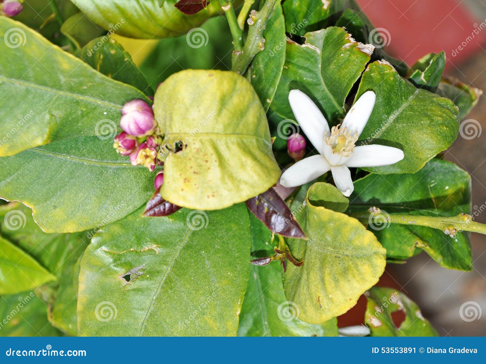 A Lemon Tree Blossom stock image. Image of citrus, nature - 53553891