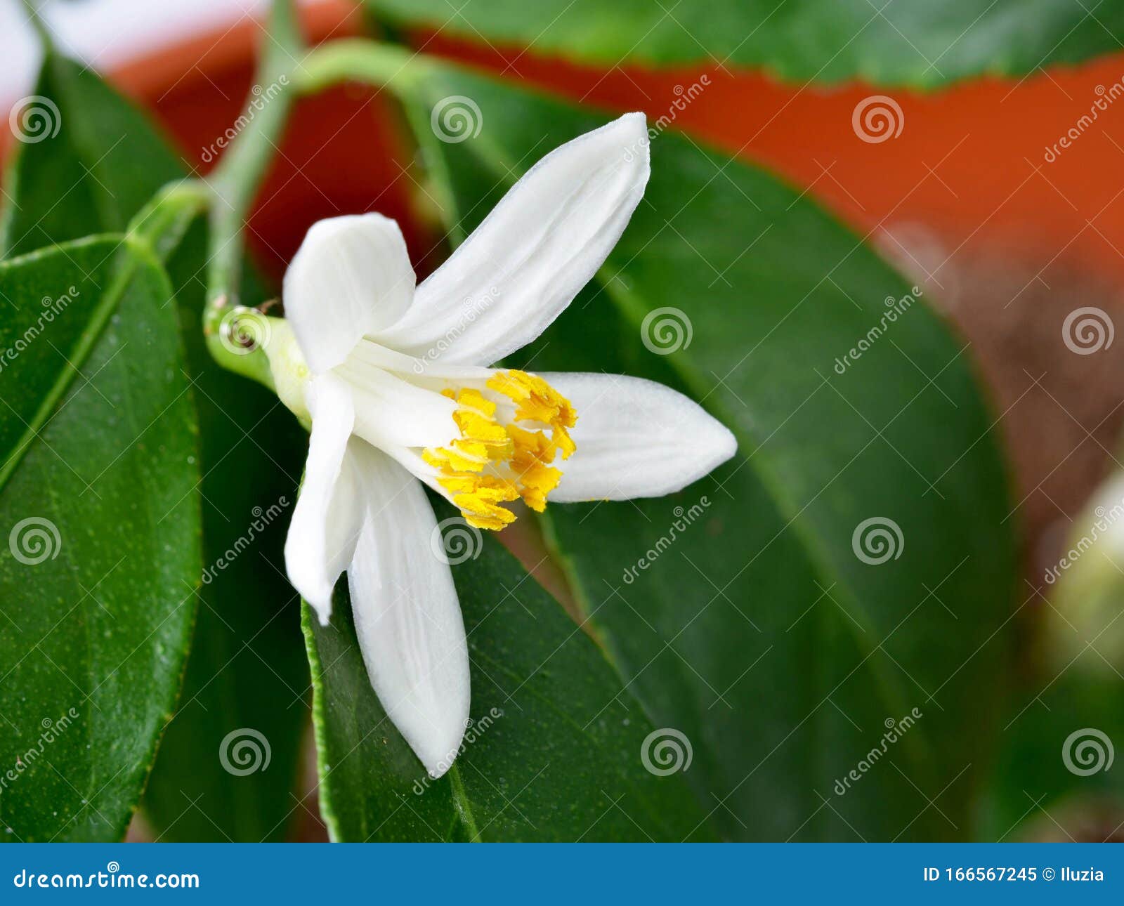 Lemon Tree Blossom, Citrus Flower Stock Image - Image of flower, drop ...