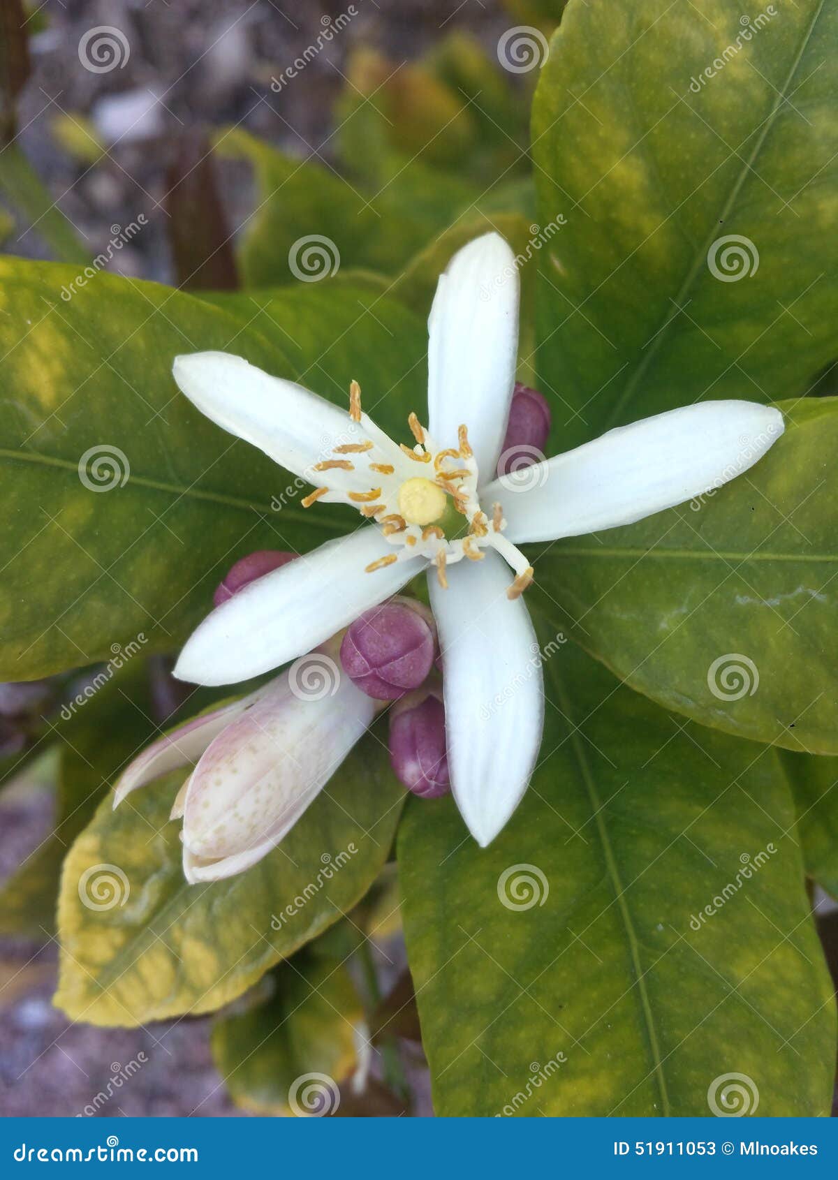 Lemon tree blossom stock image. Image of tree, lemon - 51911053
