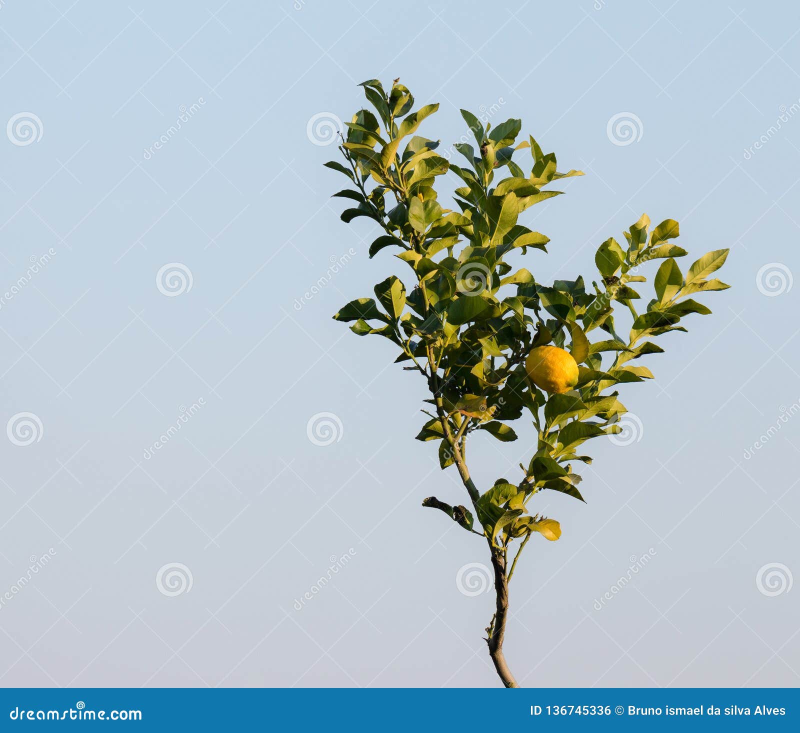 Lemon Tree with a Blue Sky. Stock Photo - Image of growing, growth ...