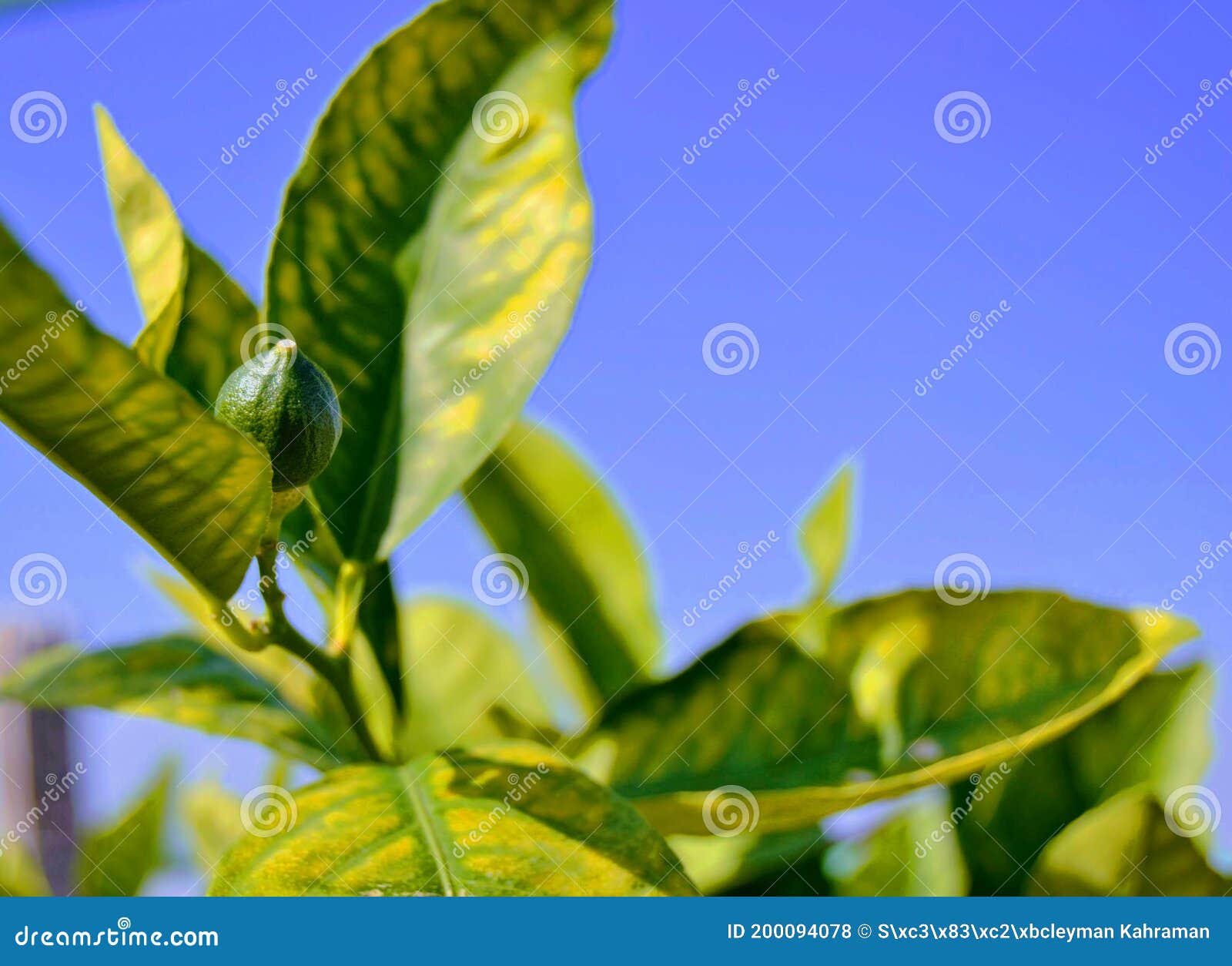 Small and Growing Lemons in Tree Stock Photo - Image of foliage, fruit ...