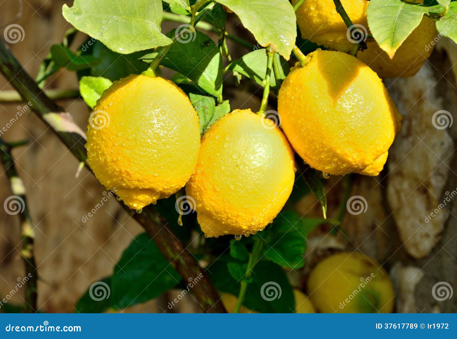 Lemon tree branch stock image. Image of crop, farm, close - 37617789