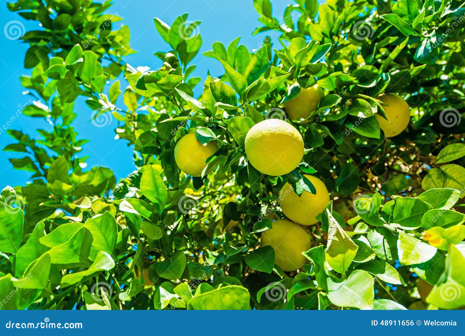 Lemon Tree Branch with Fruits Stock Photo - Image of growth, harvesting ...