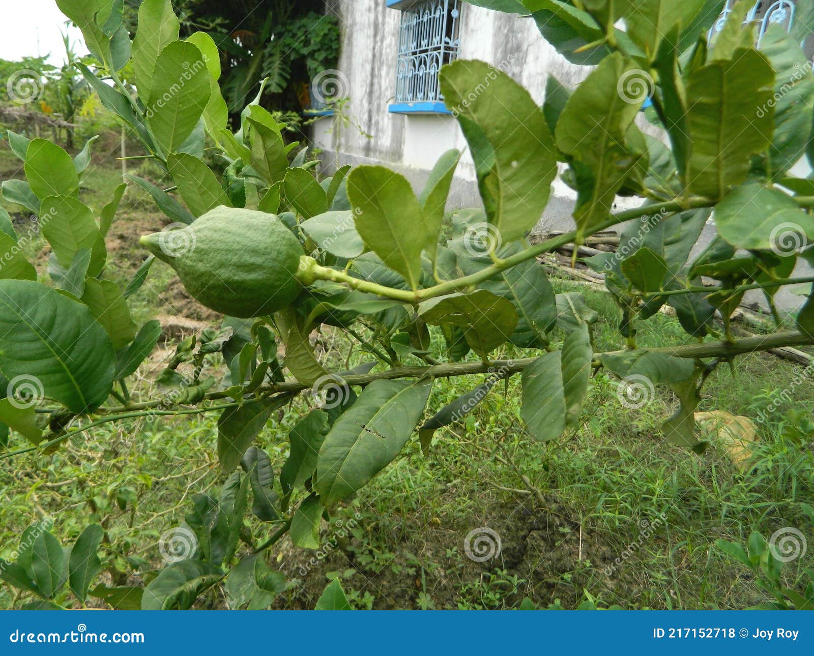 Lemon Tree Branch with Green Lemon. Stock Photo - Image of branch ...