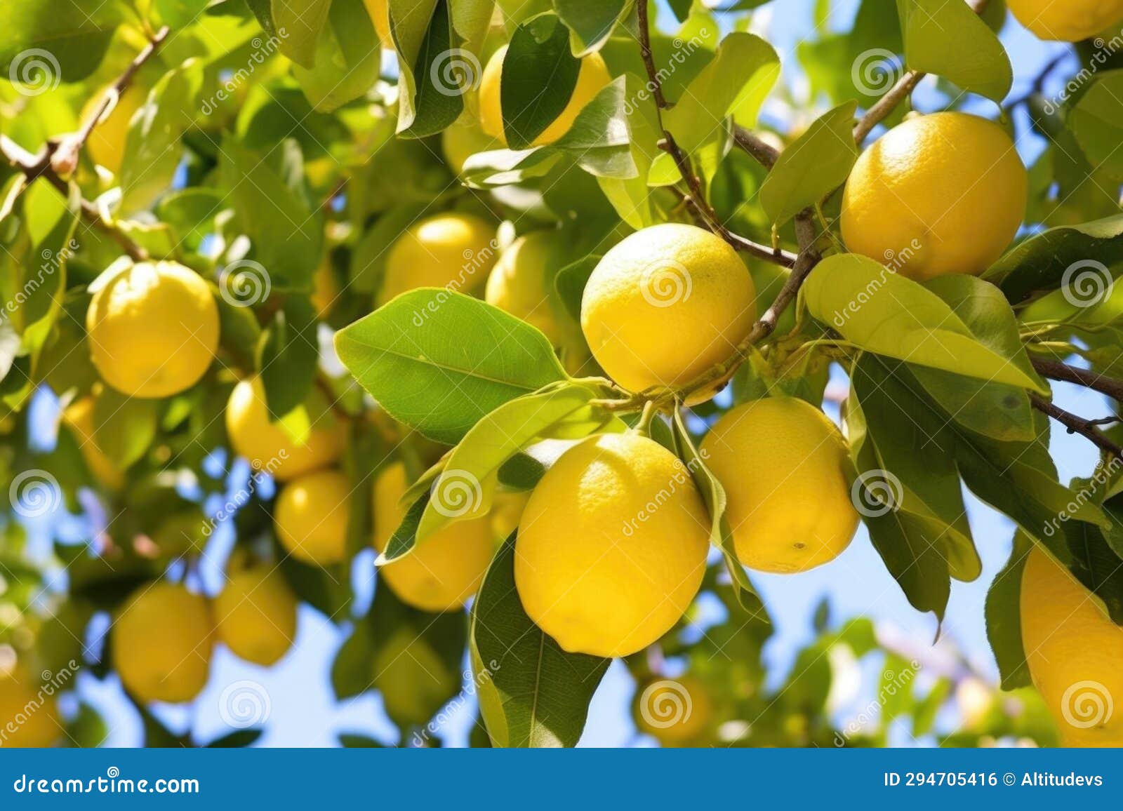 A Lemon Tree Branch Heavy with Ripe Lemons Stock Photo - Image of fruit ...