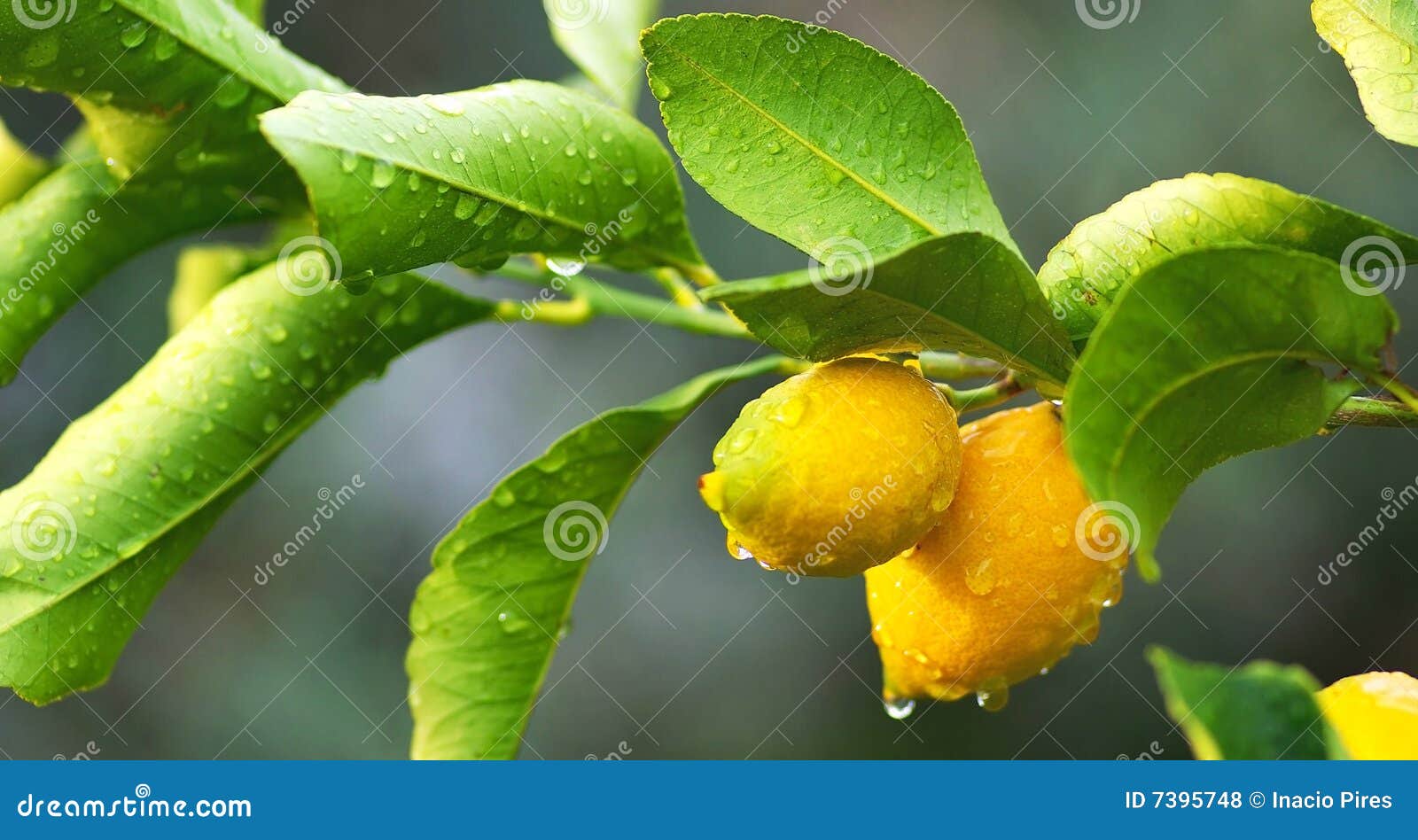 Lemon Tree Branch and Leaves Stock Photo - Image of pretty, yellow: 7395748