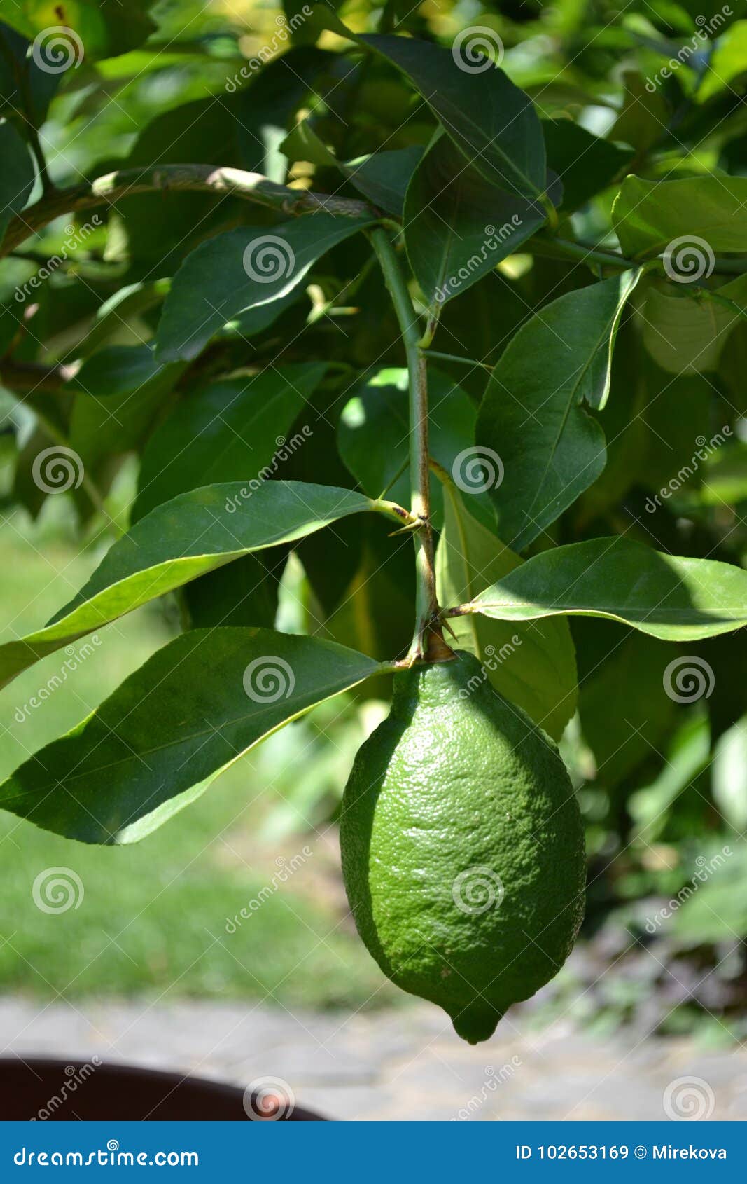 Lemon tree branch stock image. Image of agriculture - 102653169