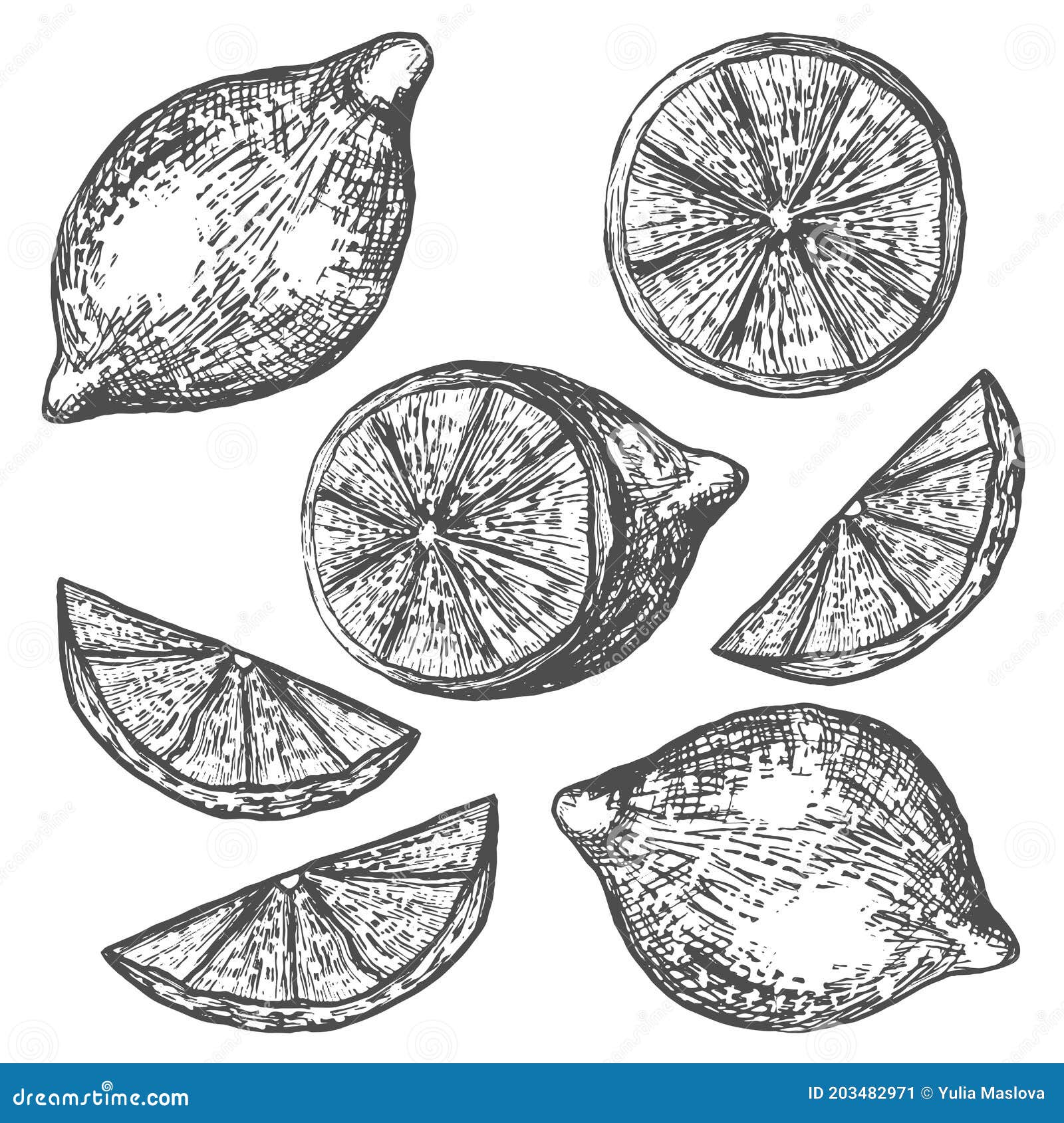 Lemon Tree Branch. Line Art, Sketch, Engraving, Line Art Stock Vector ...