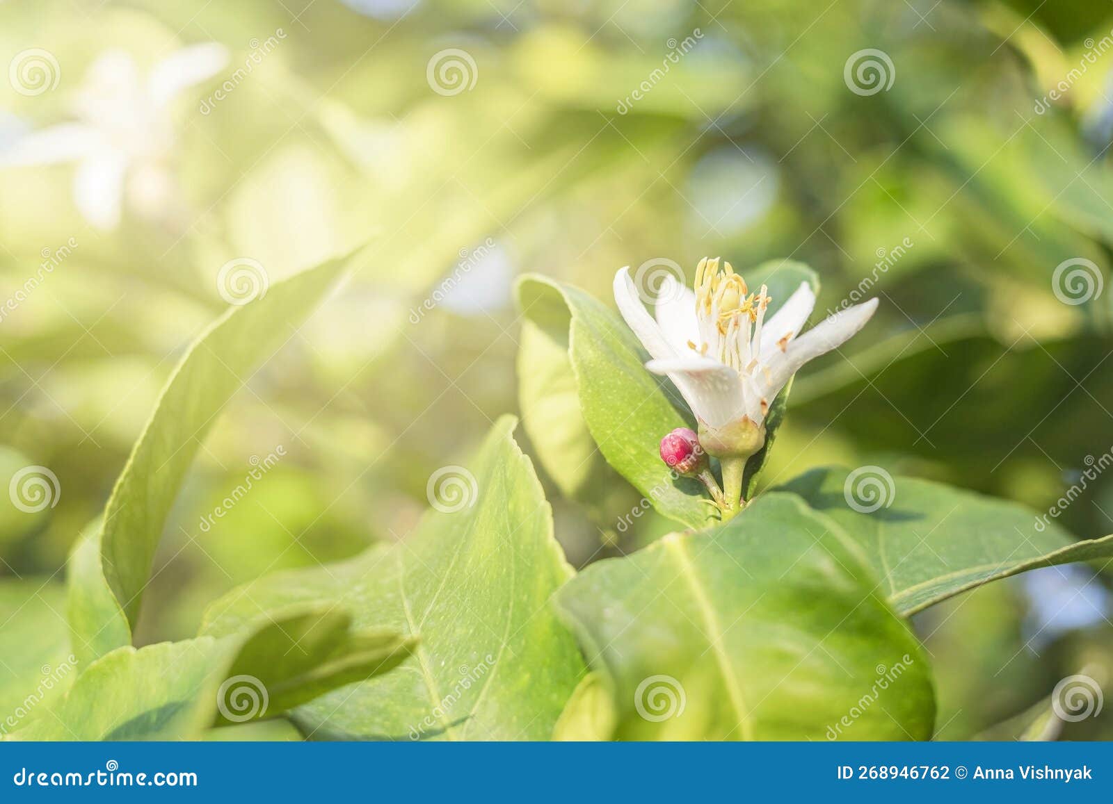 Lemon Tree Branches with Flowers. Blooming, Flowering Trees Stock Photo ...