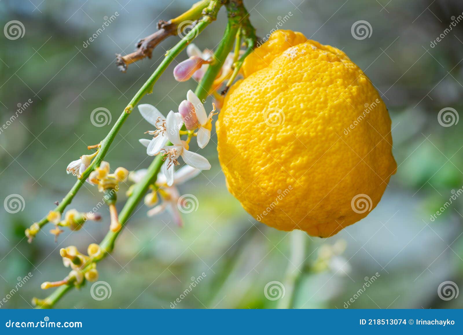 Lemon Tree Branches with Flowers and Fruits Stock Photo - Image of ...