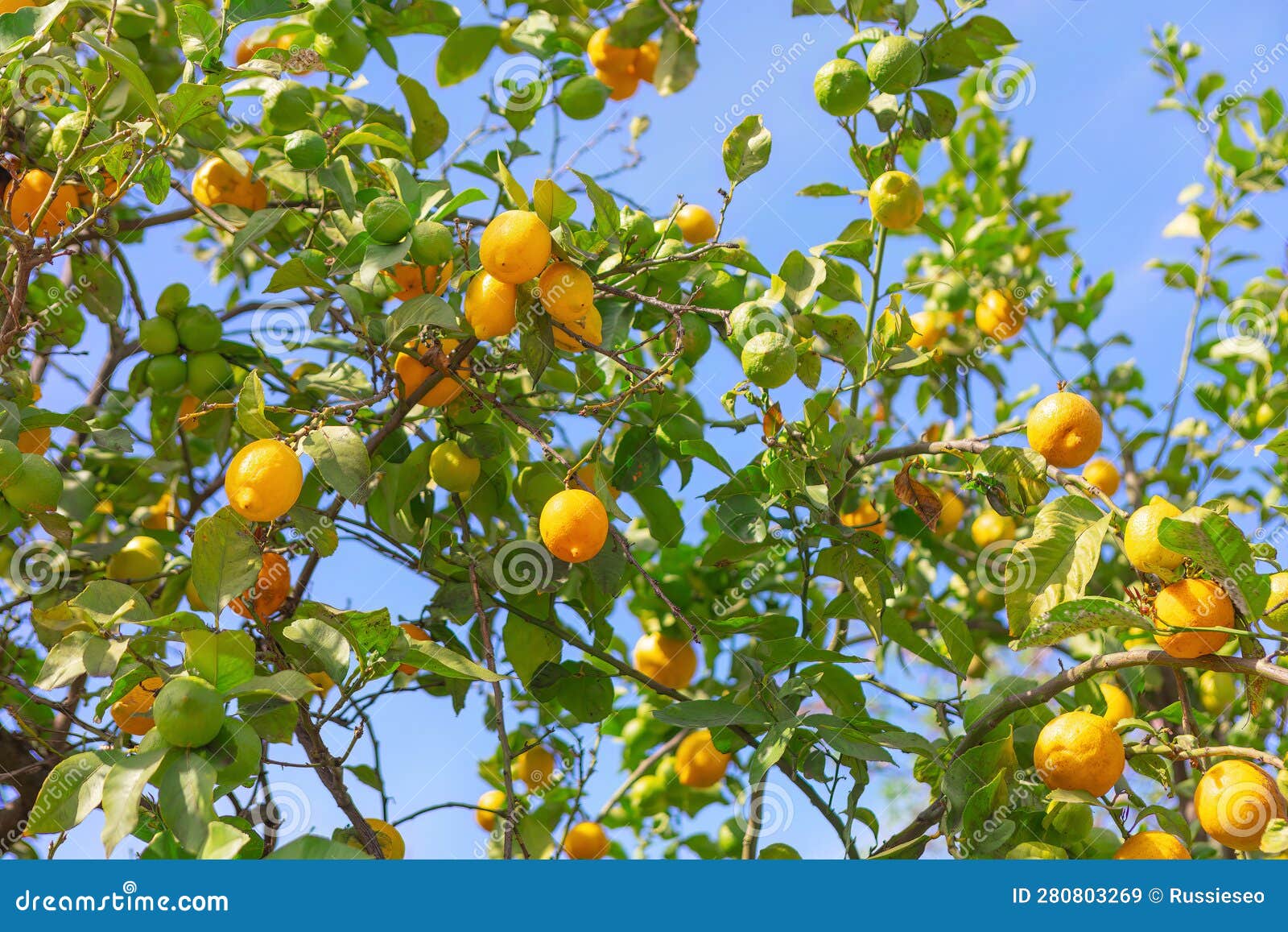 Lemon Tree Branches with Fruits Stock Image - Image of freshness ...