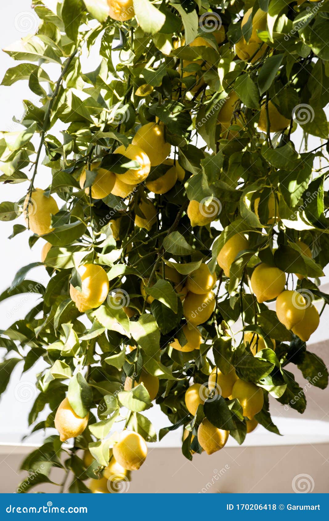 Lemon Tree Branches with Yellow Ripe Lemons Stock Photo - Image of tree ...