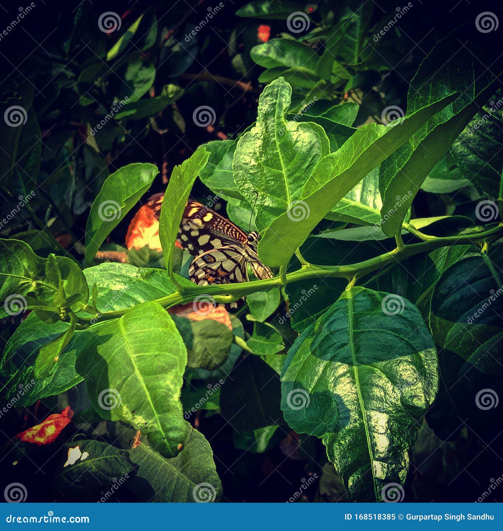 Lemon Tree Butterfly Leaves Greenery Stock Image - Image of greenery ...