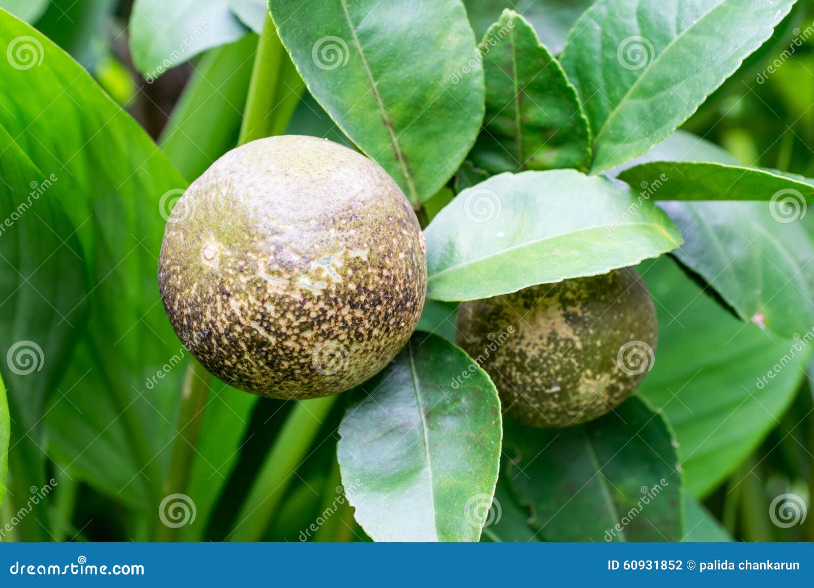 Lemon tree canker disease. stock photo. Image of farm - 60931852