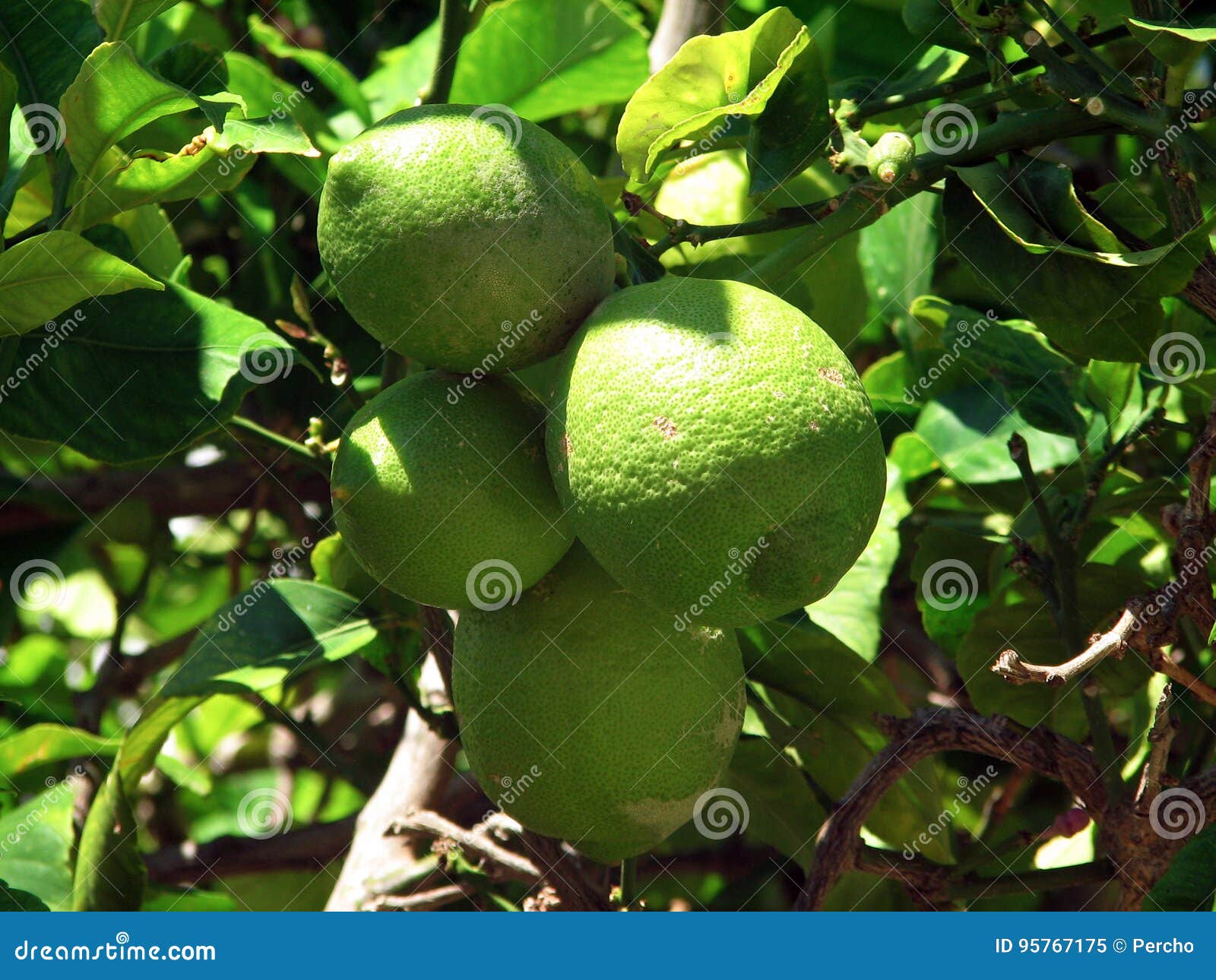 Lemon on a tree stock image. Image of island, fresh, malorca - 95767175