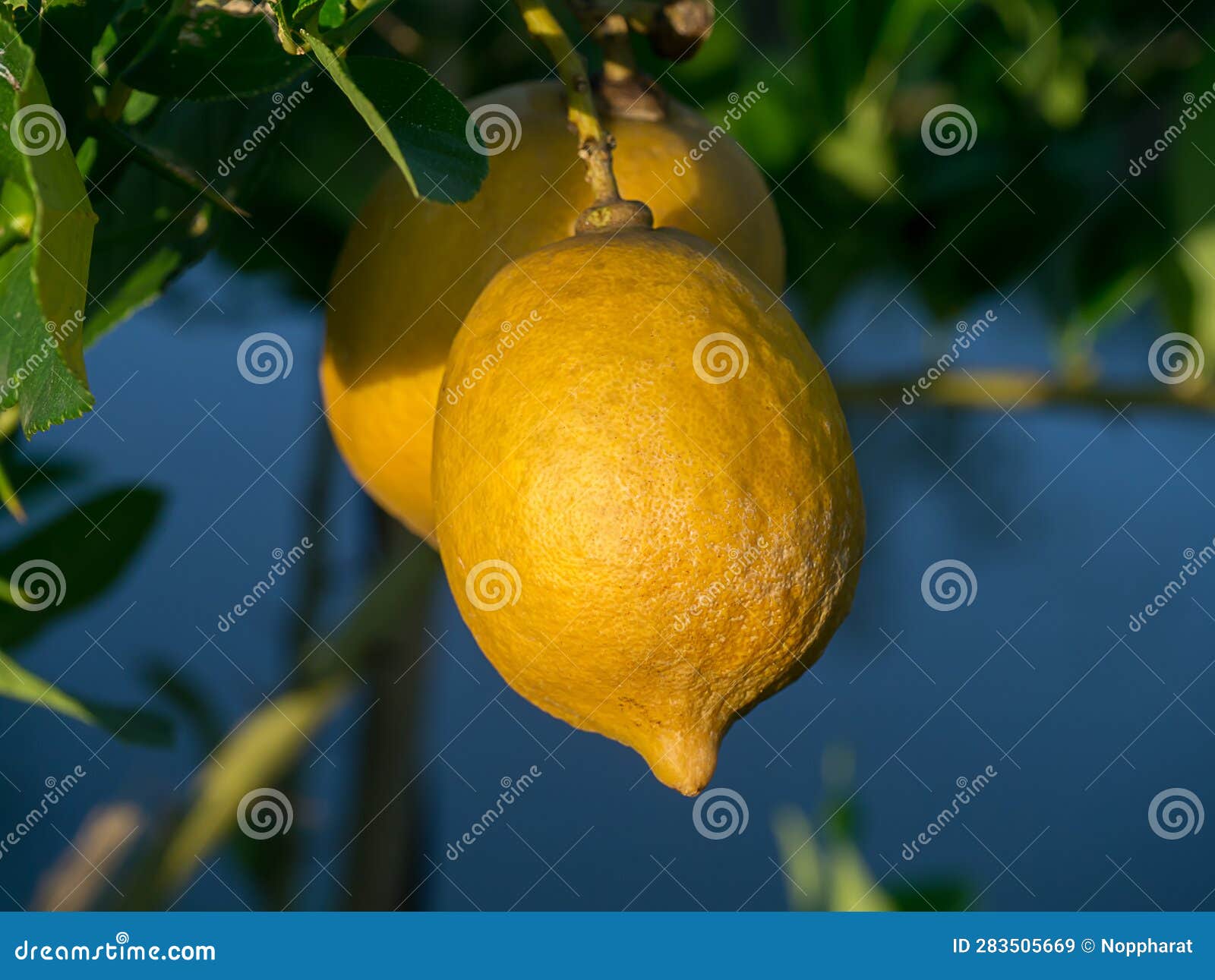 Lemon on tree stock image. Image of gardening, agriculture - 283505669