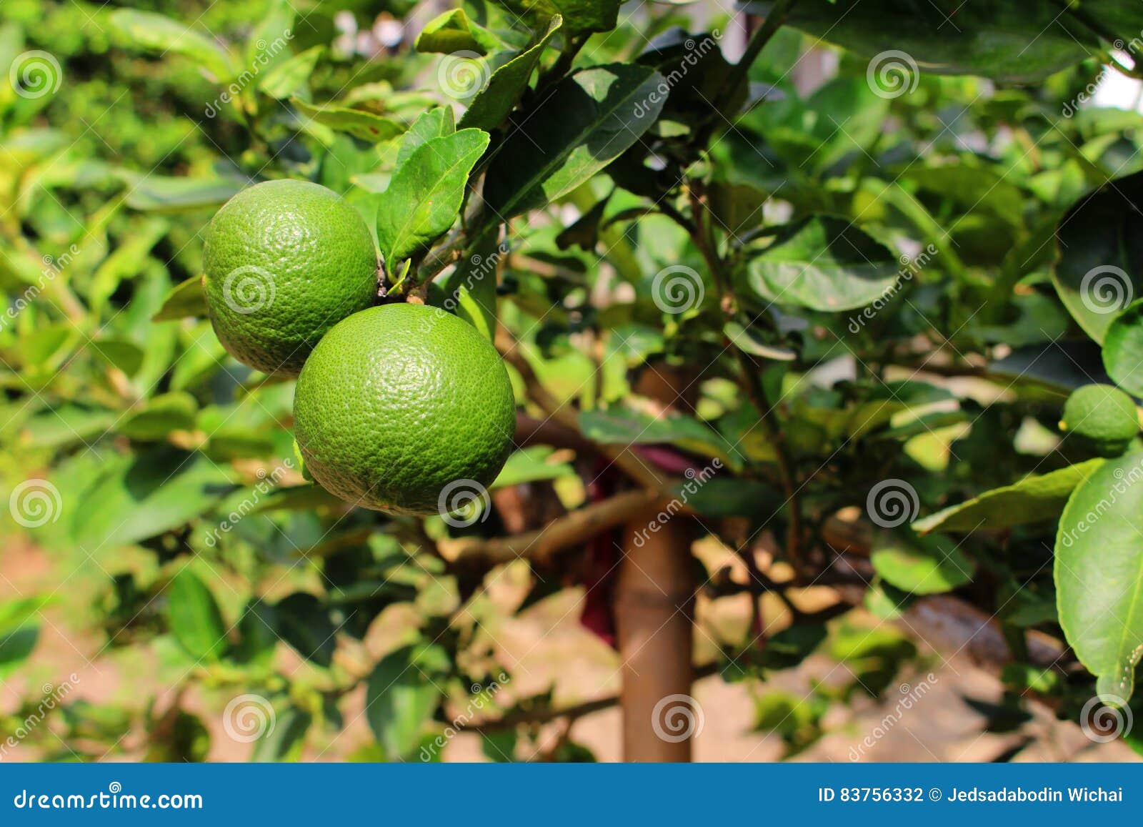 Lemon on tree stock photo. Image of plantation, close - 83756332