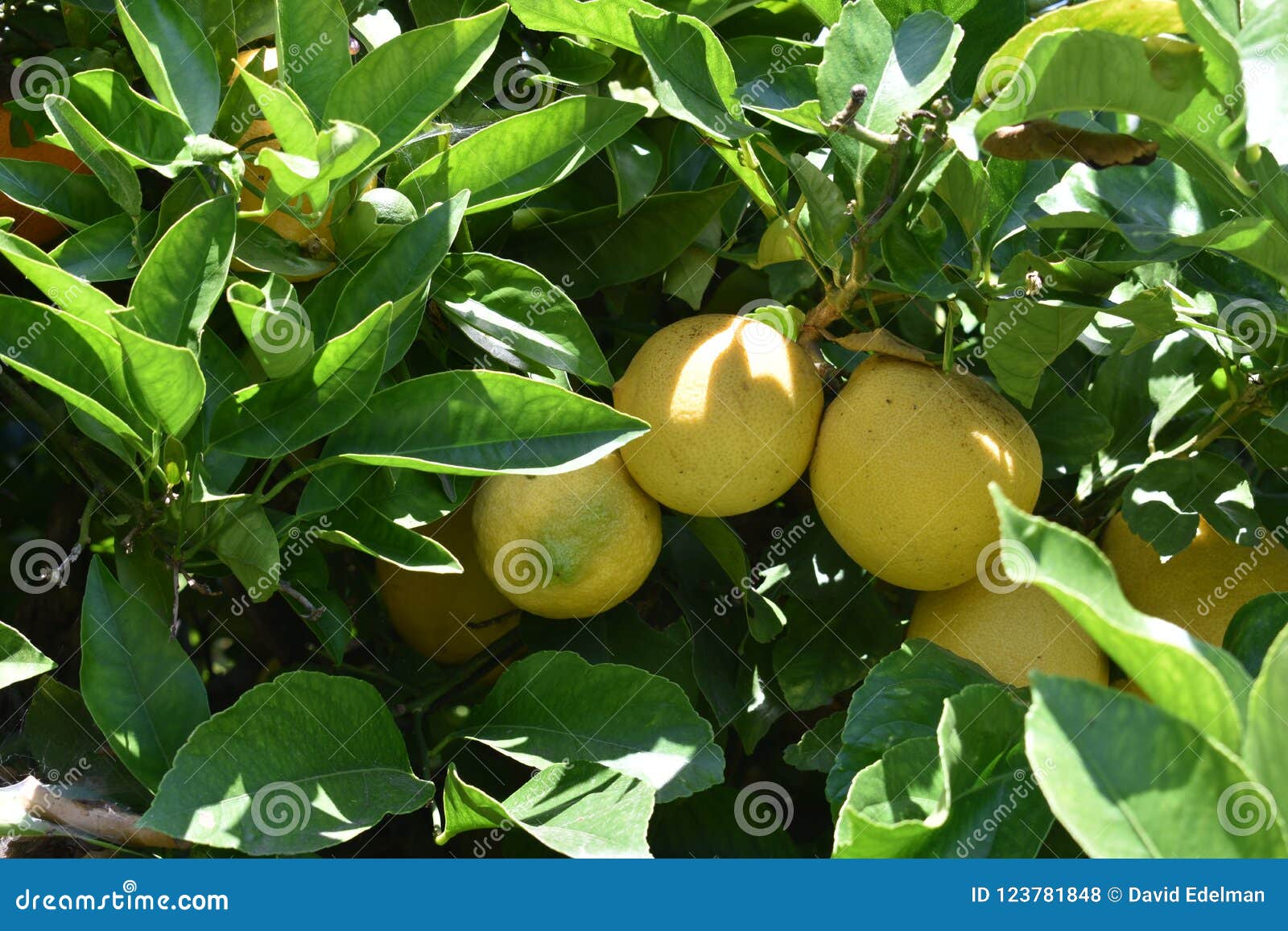 Lemon Tree stock photo. Image of leafy, nature, ripe - 123781848