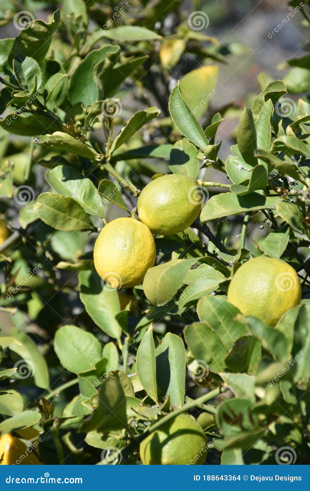 Lemon Tree with a Cluster of Lemons Ripening Stock Photo - Image of ...