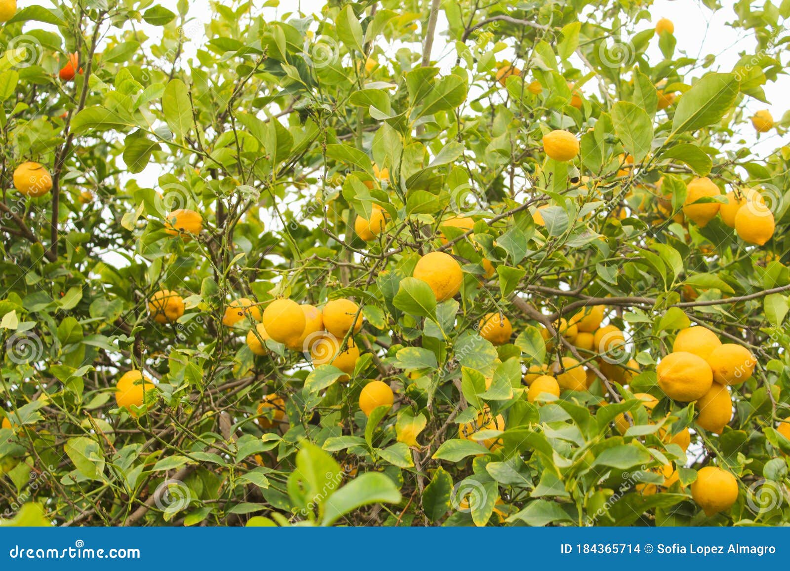 Lemon Tree Detail Nature Landscape Outside Outdoors Stock Photo - Image ...