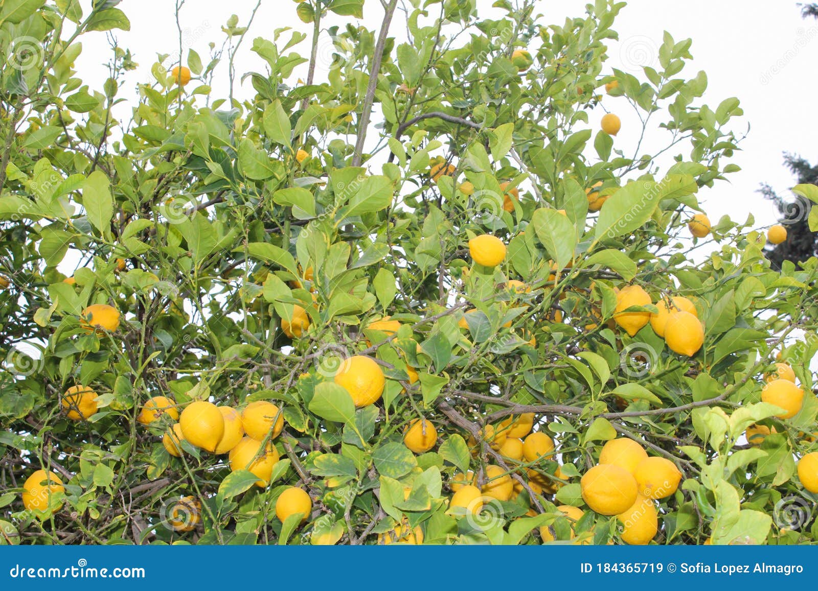 Lemon Tree Detail Nature Landscape Outside Outdoors Stock Image - Image ...
