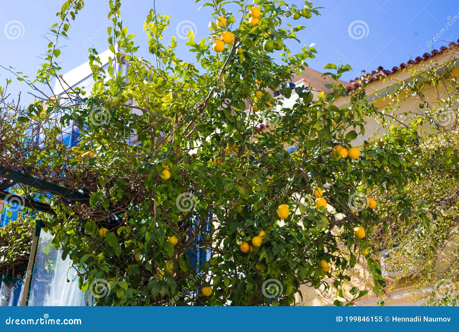 Lemon Tree Downtown in Athens in Greece Stock Image - Image of ...