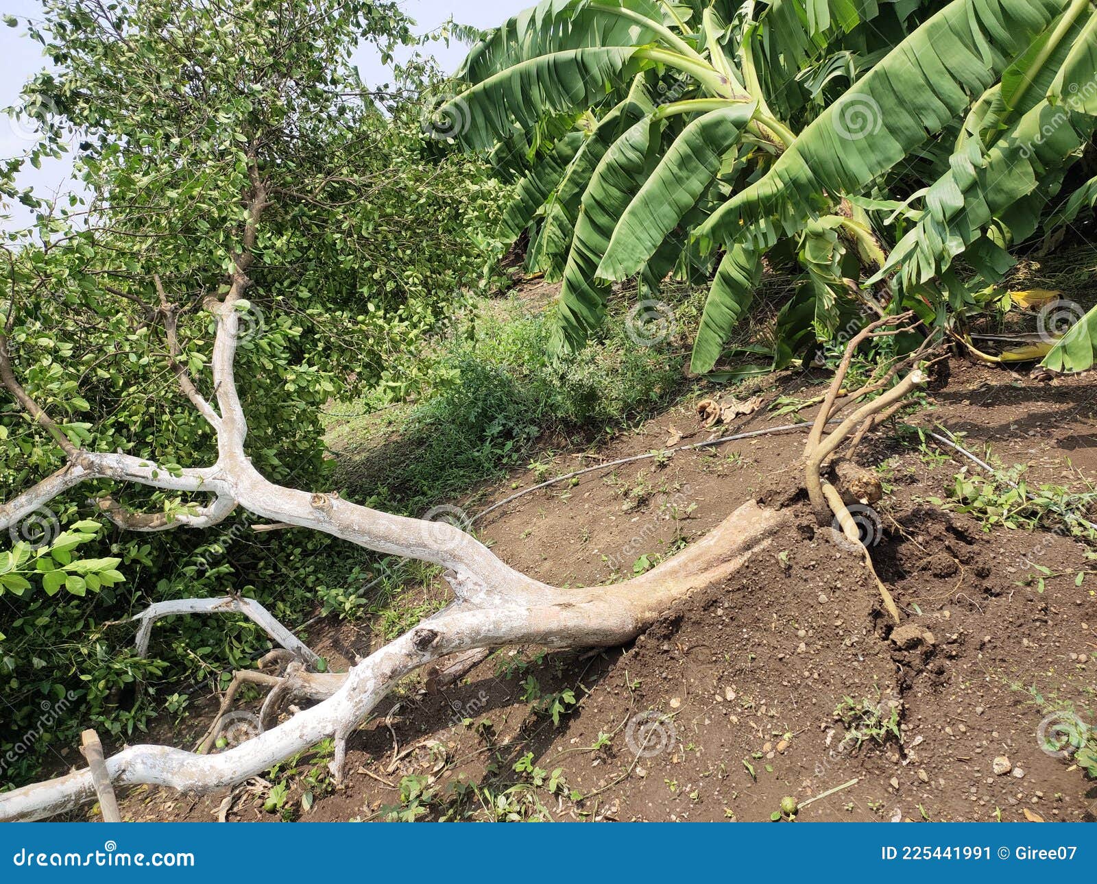 Lemon Tree Fall Down Due To Heavy Rain in India Stock Image - Image of ...