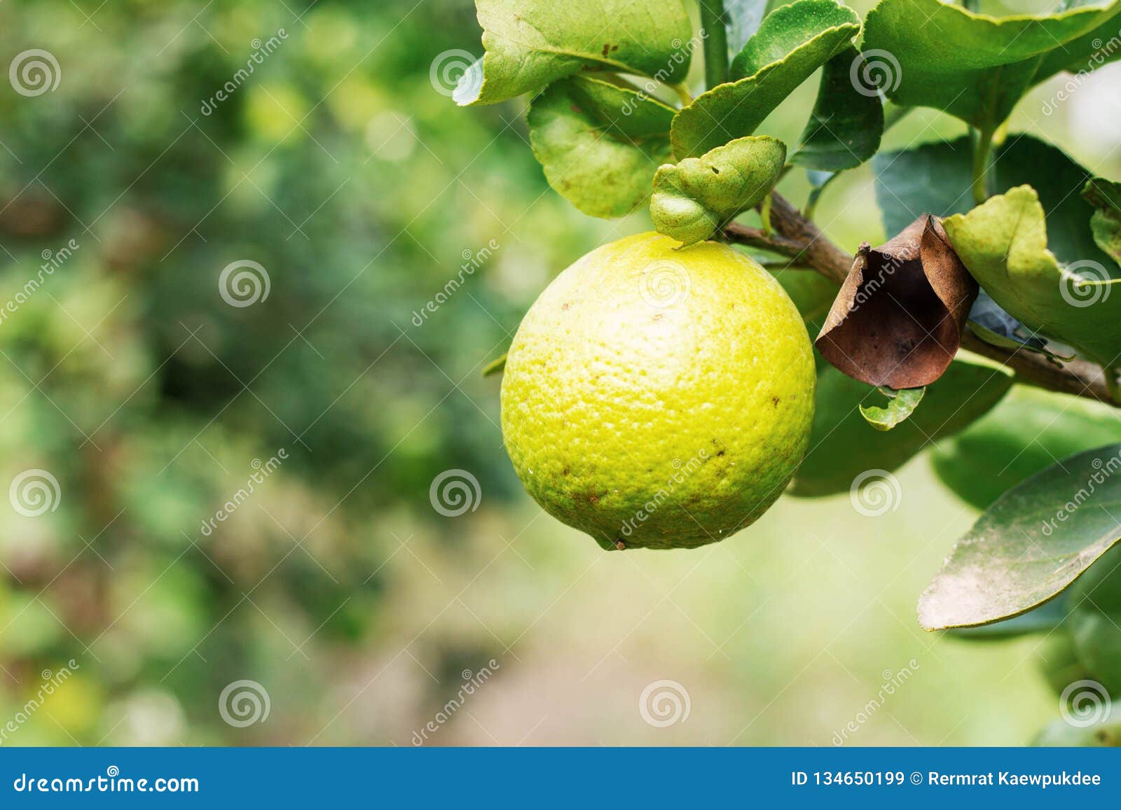Lemon on tree in farm stock image. Image of agriculture - 134650199