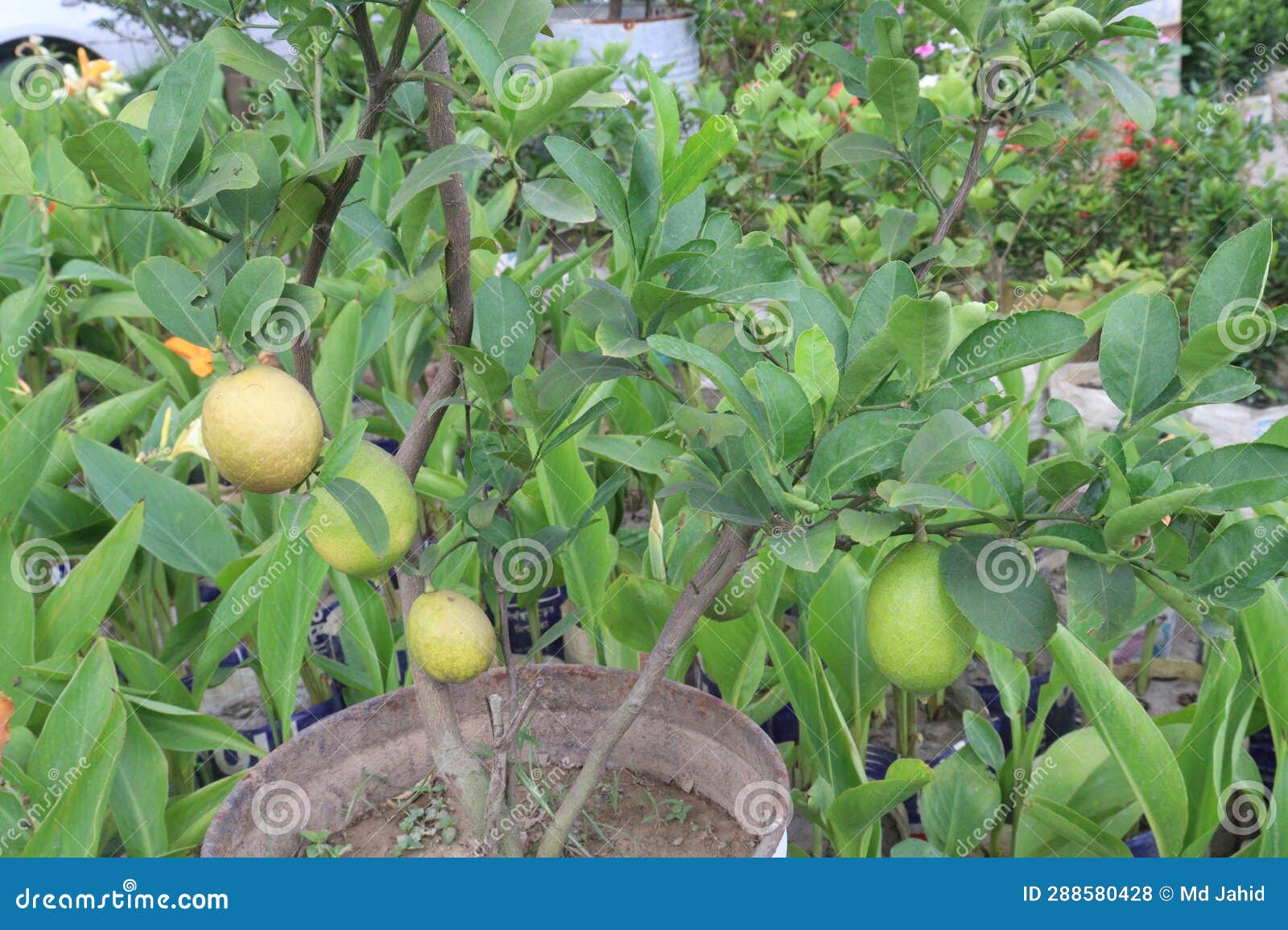Lemon on tree in farm stock photo. Image of citrous - 288580428