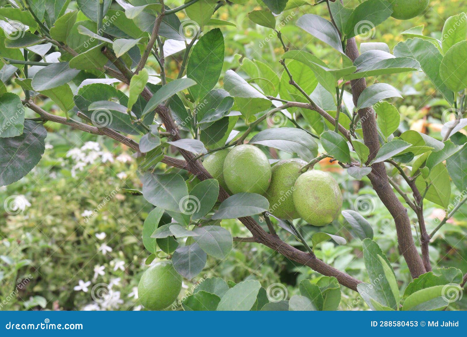 Lemon on tree in farm stock image. Image of food, juicy - 288580453