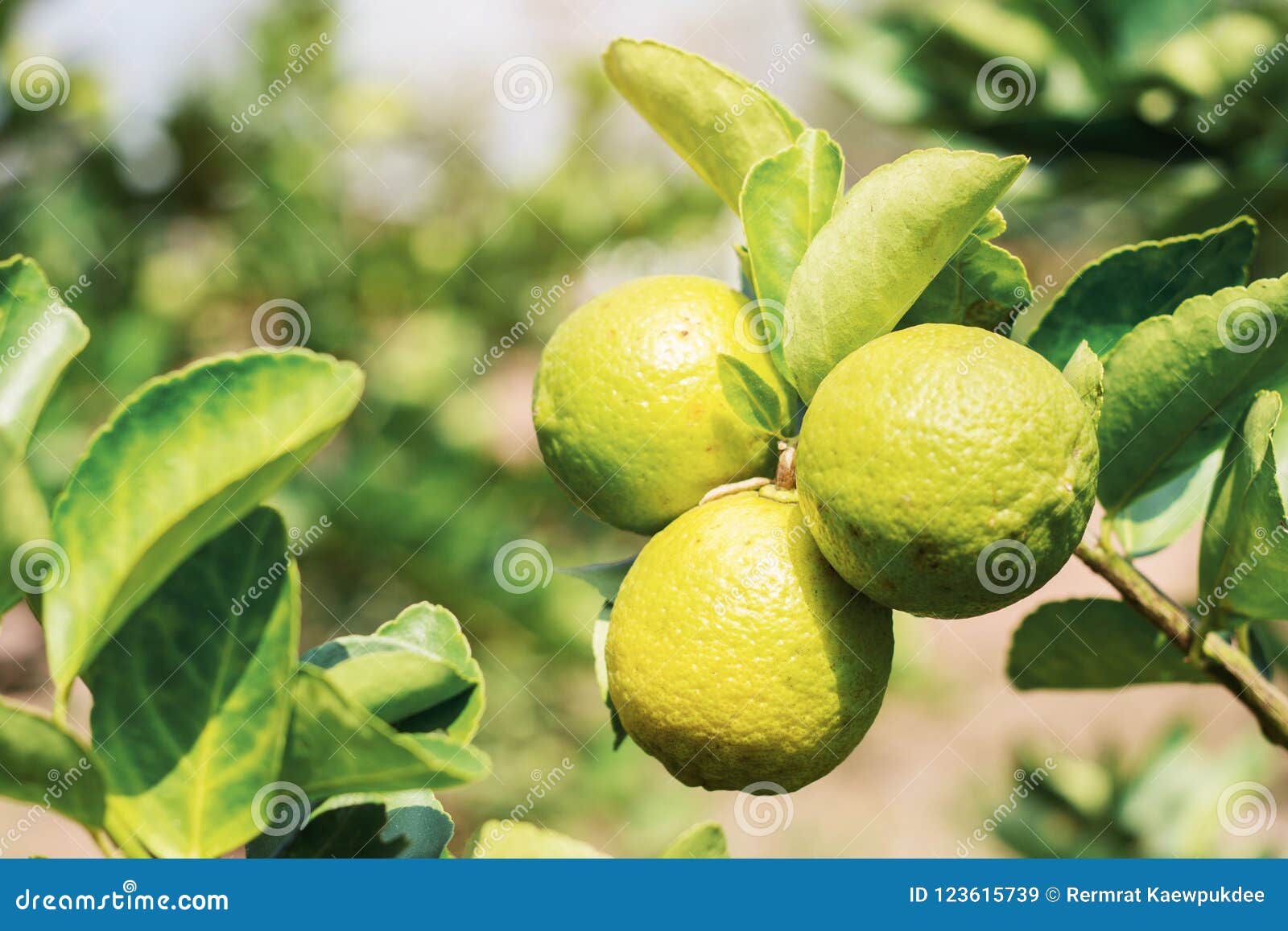 Lemon on tree in farm. stock image. Image of branch - 123615739