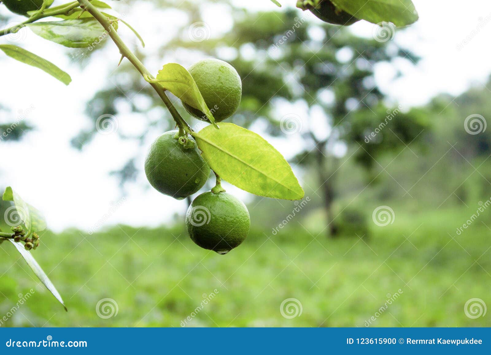 Lemon on tree in field. stock photo. Image of growth - 123615900