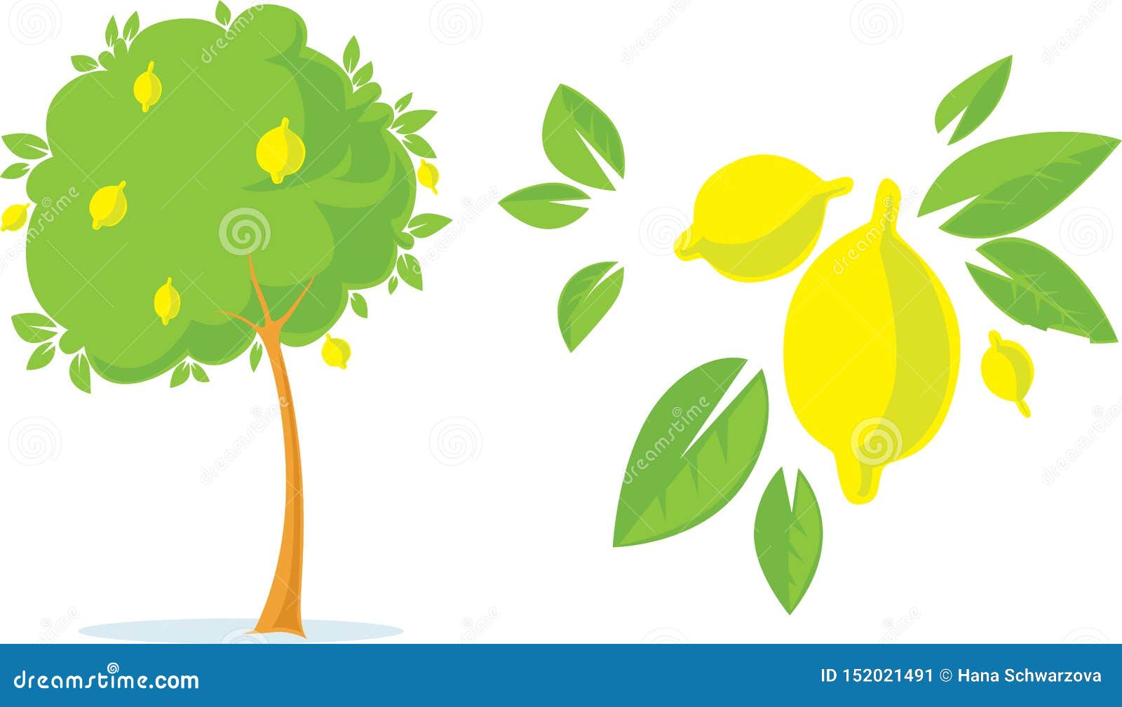 Lemon Tree with Lemon Flat Fresh Design with Citrus - Vector ...