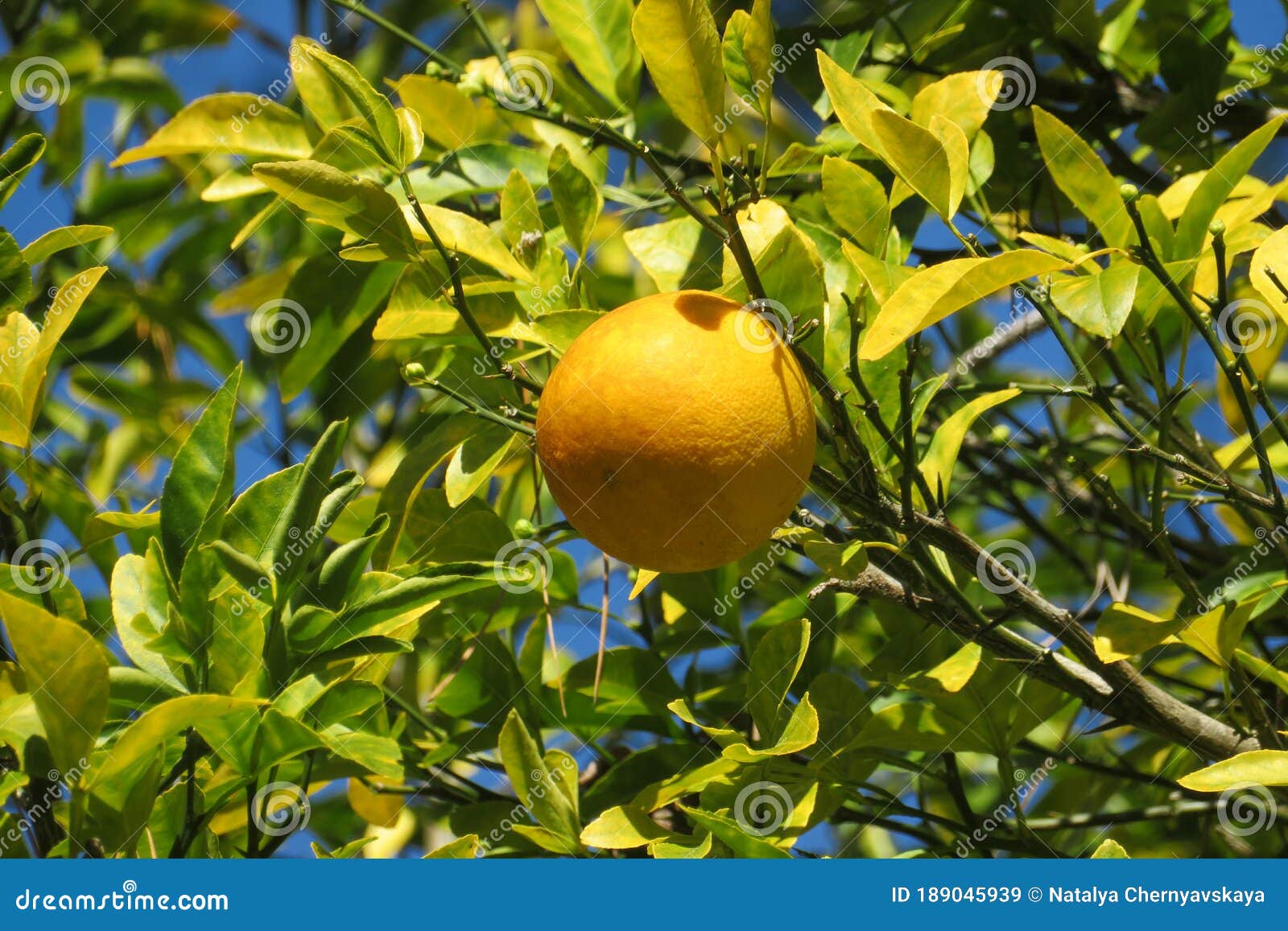 Lemon Tree in Florida Garden, Closeup Stock Image - Image of florida ...