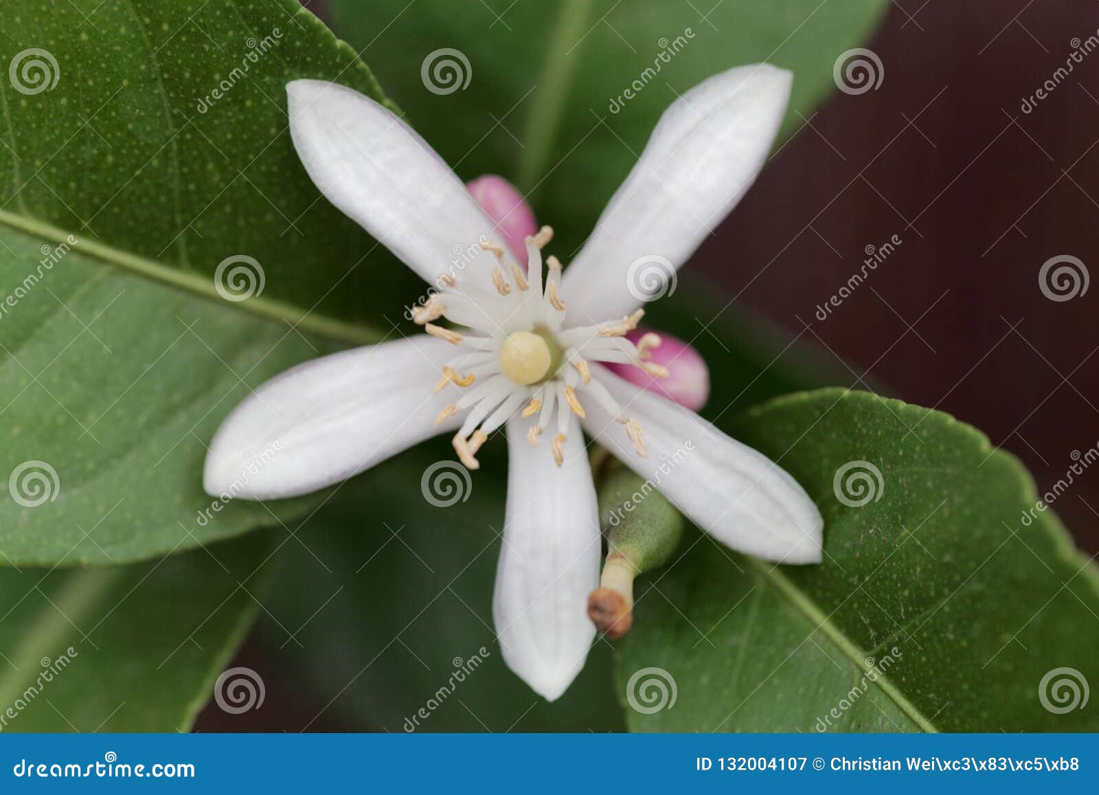Lemon Tree Flower Citrus Limon Stock Image - Image of nature, citrus ...