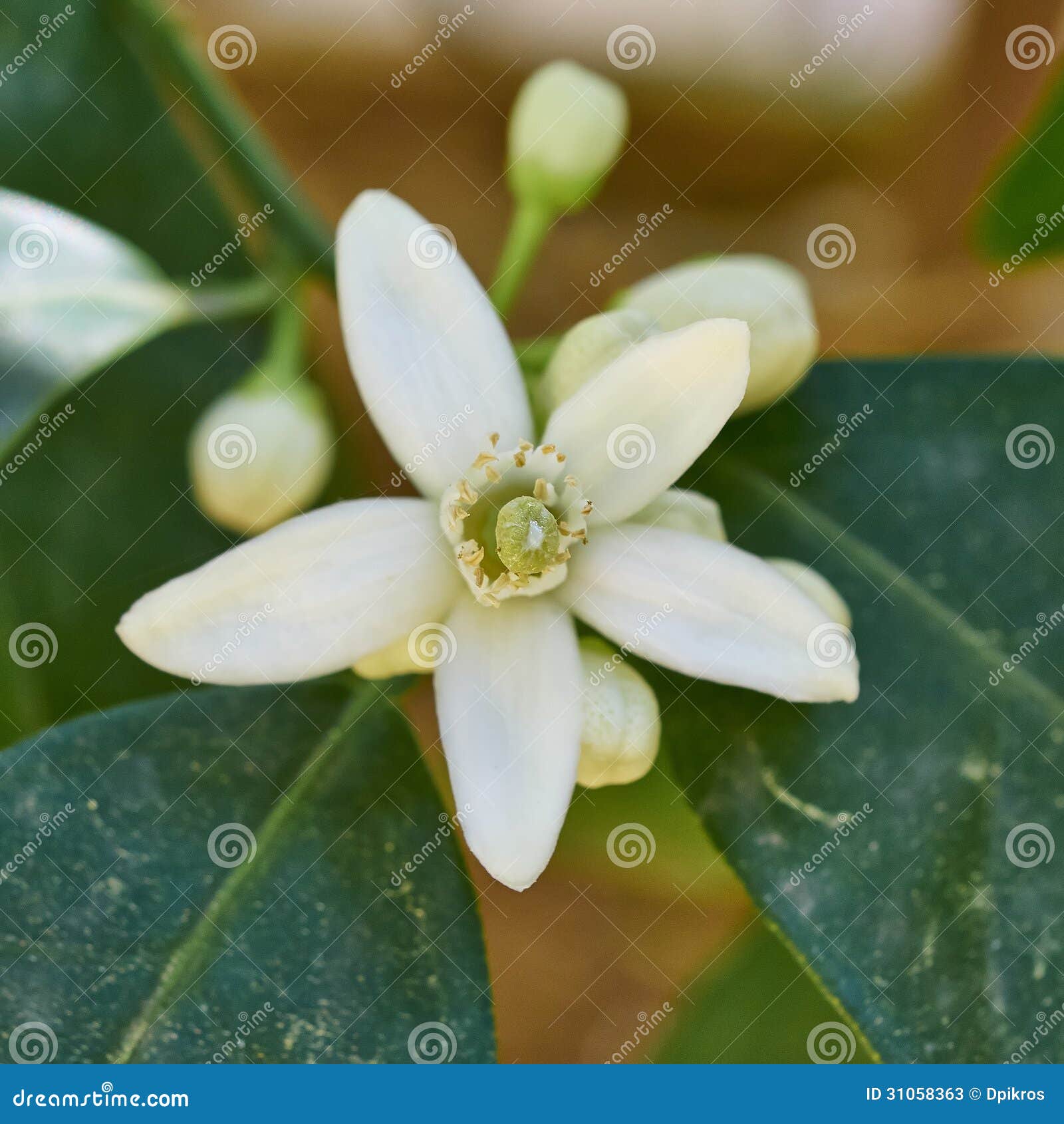 Lemon tree flower closeup stock image. Image of perfume - 31058363