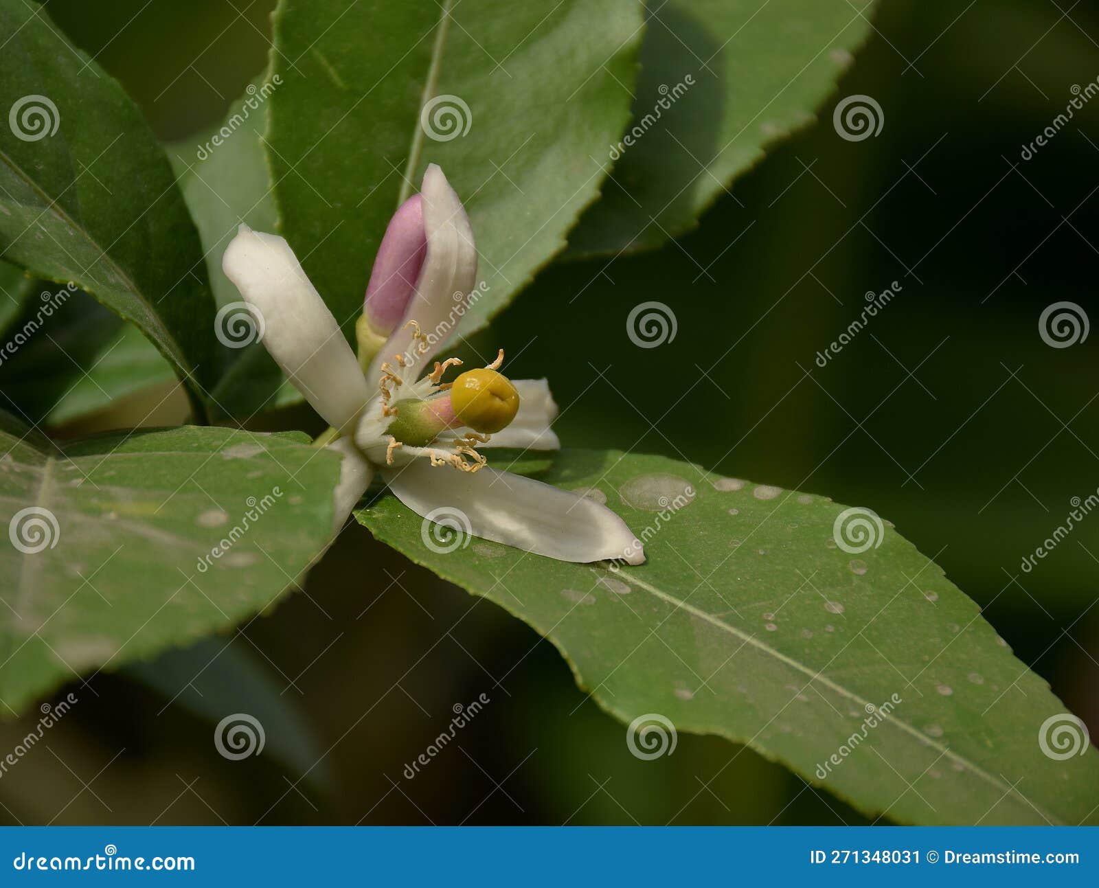 Lemon tree with flower stock image. Image of branch - 271348031