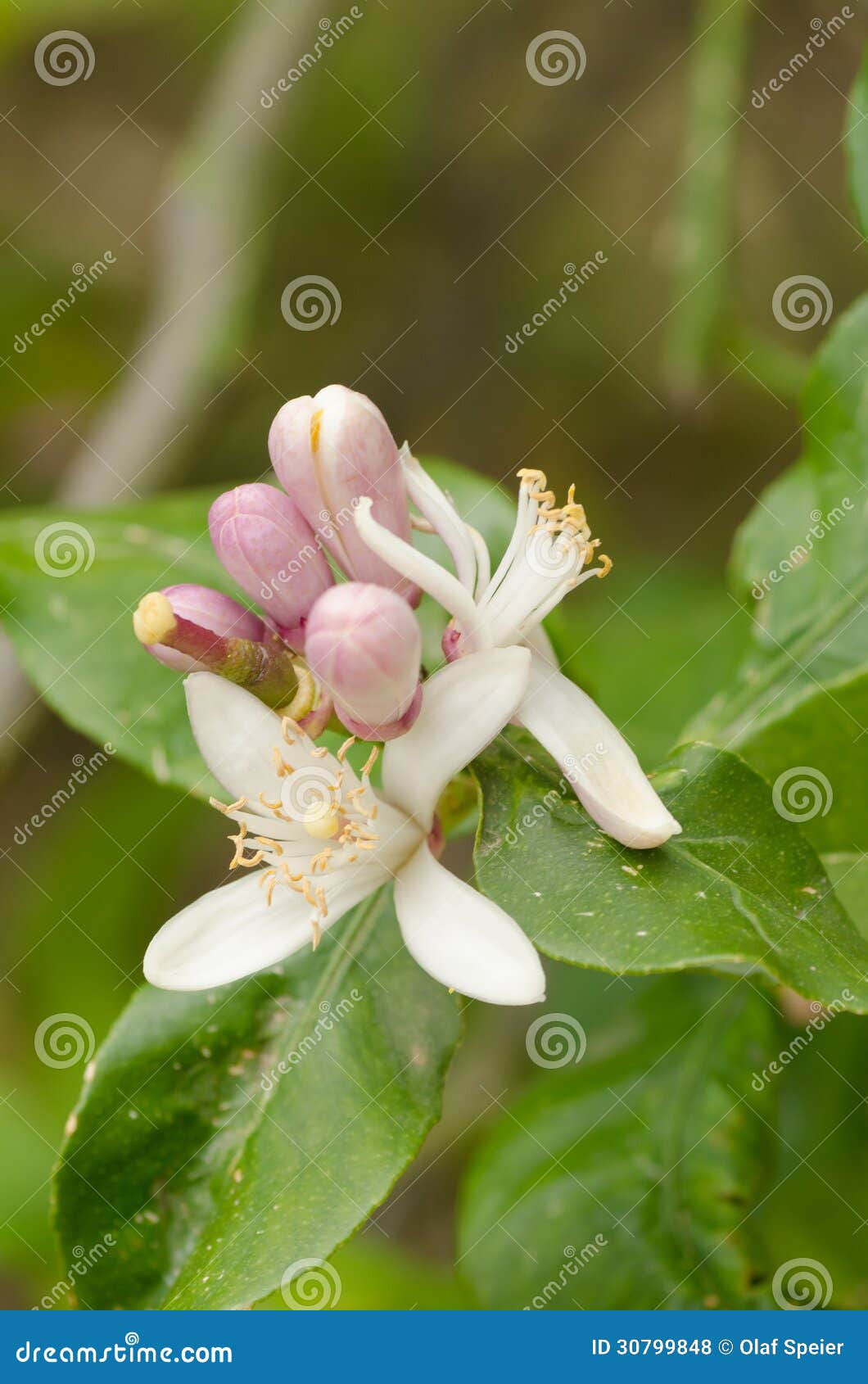 Lemon tree flower stock photo. Image of mediterranean - 30799848