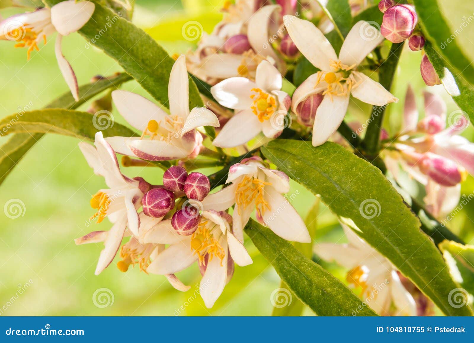 Lemon Tree with Flowers and Buds Stock Image - Image of copy, lemon ...
