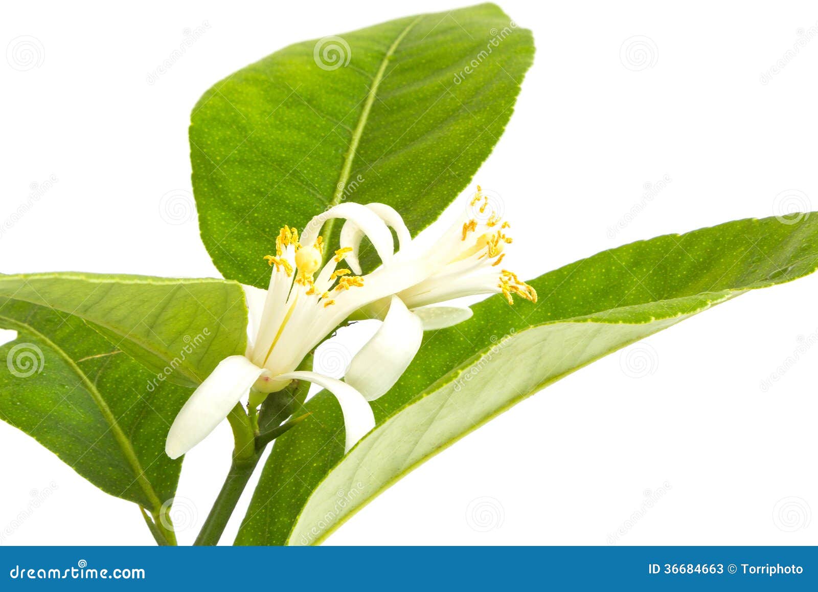 Lemon tree flowers stock image. Image of pistil, plant - 36684663